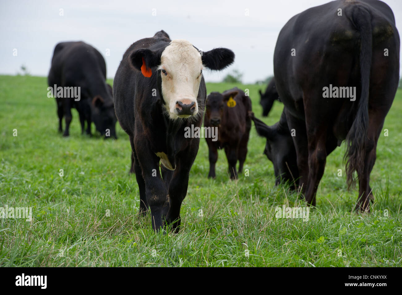 Unique ag hi-res stock photography and images - Alamy