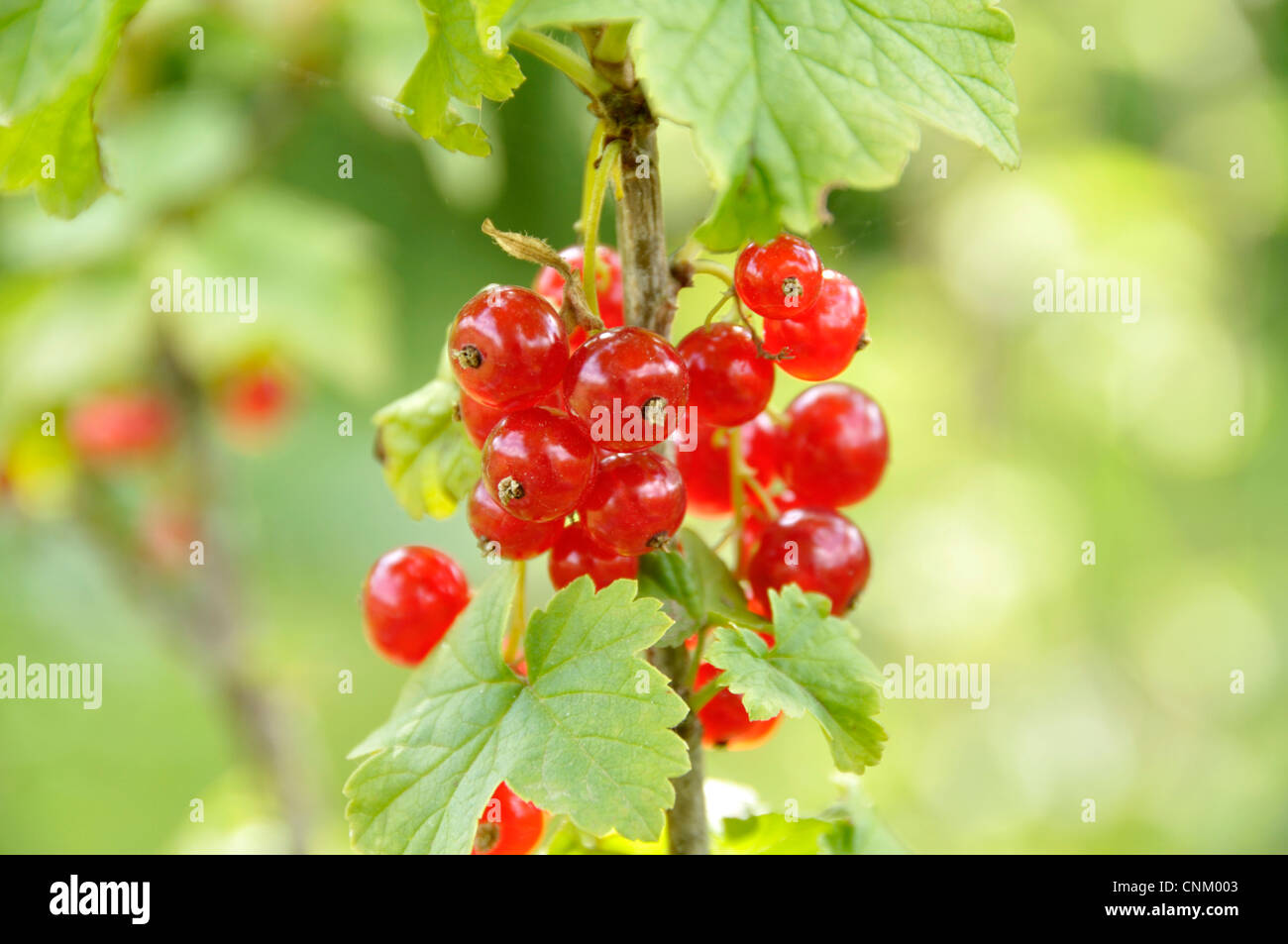 Petits fruits rouges hi-res stock photography and images - Alamy