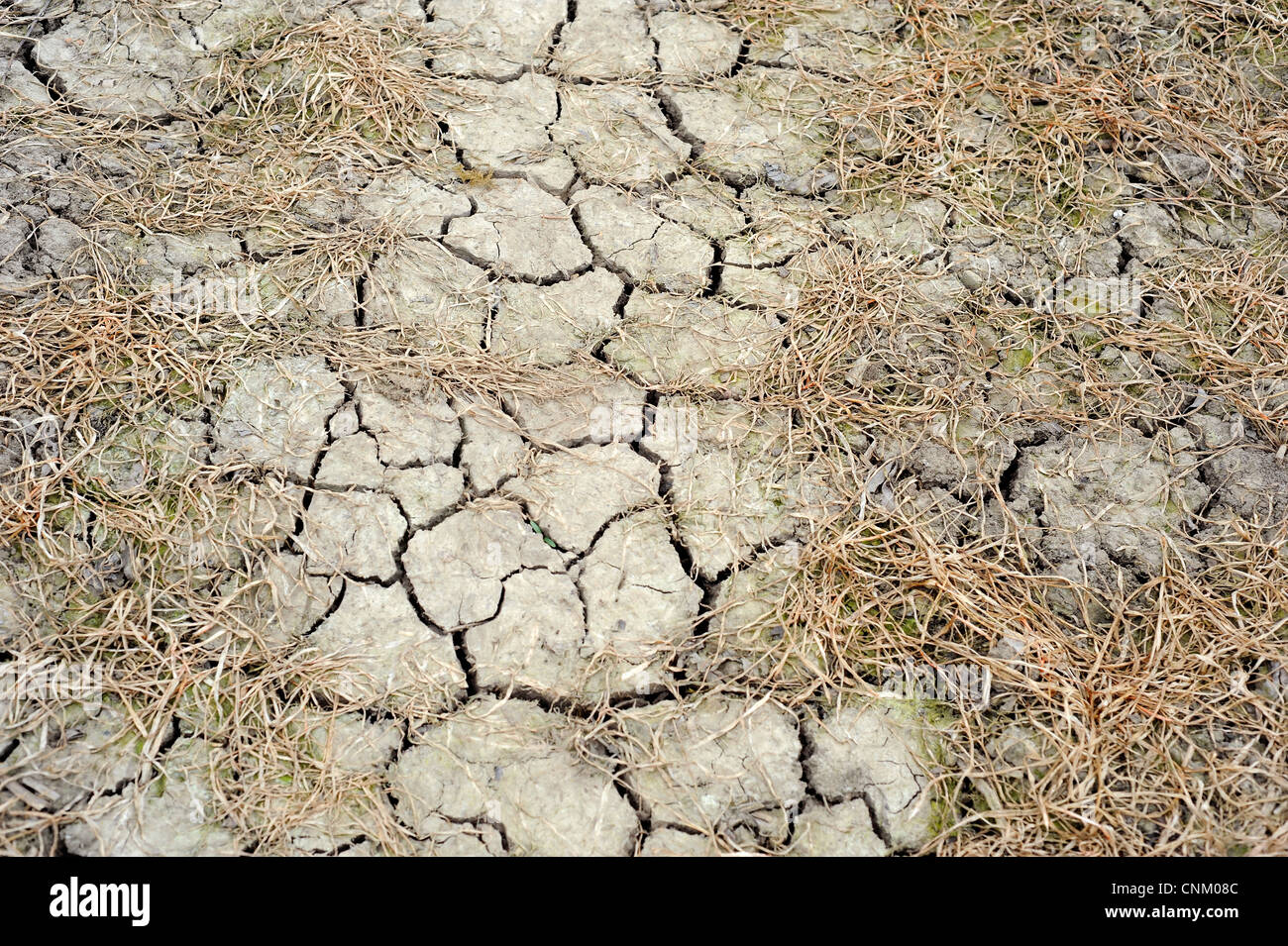 Cracked earth during drought in England, 2012 Stock Photo - Alamy