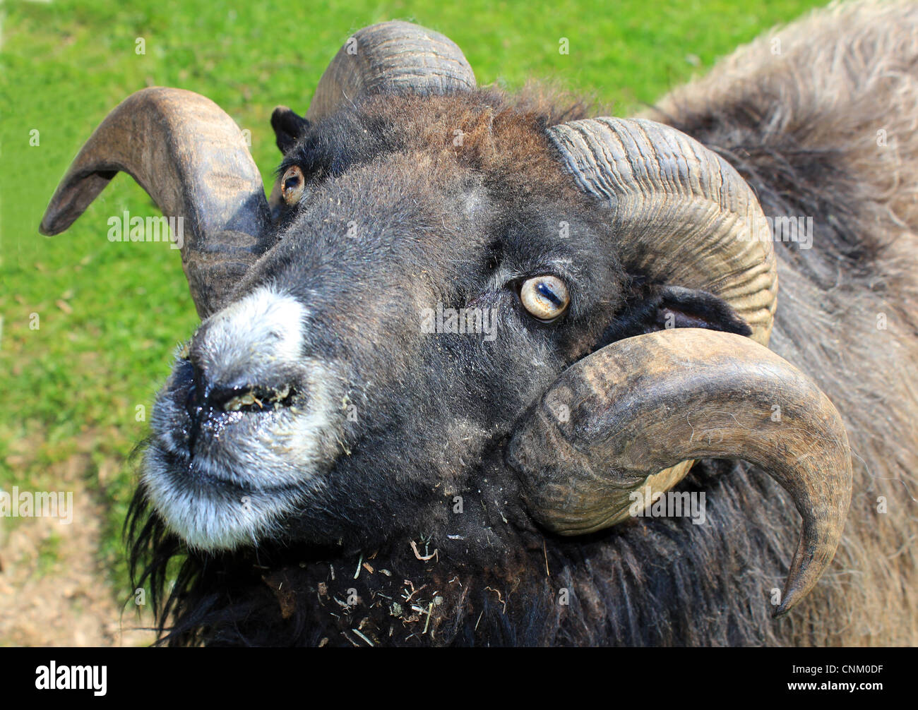 Ram with a fine set of horns at Kingston Maurward Agricultural College ...