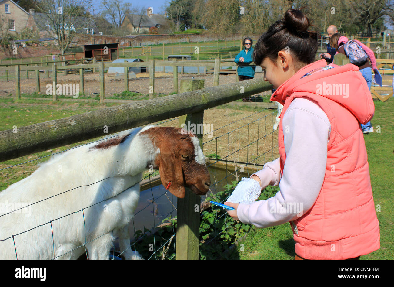 Young visitor feeding the friendly goats at Kingston Maurward ...
