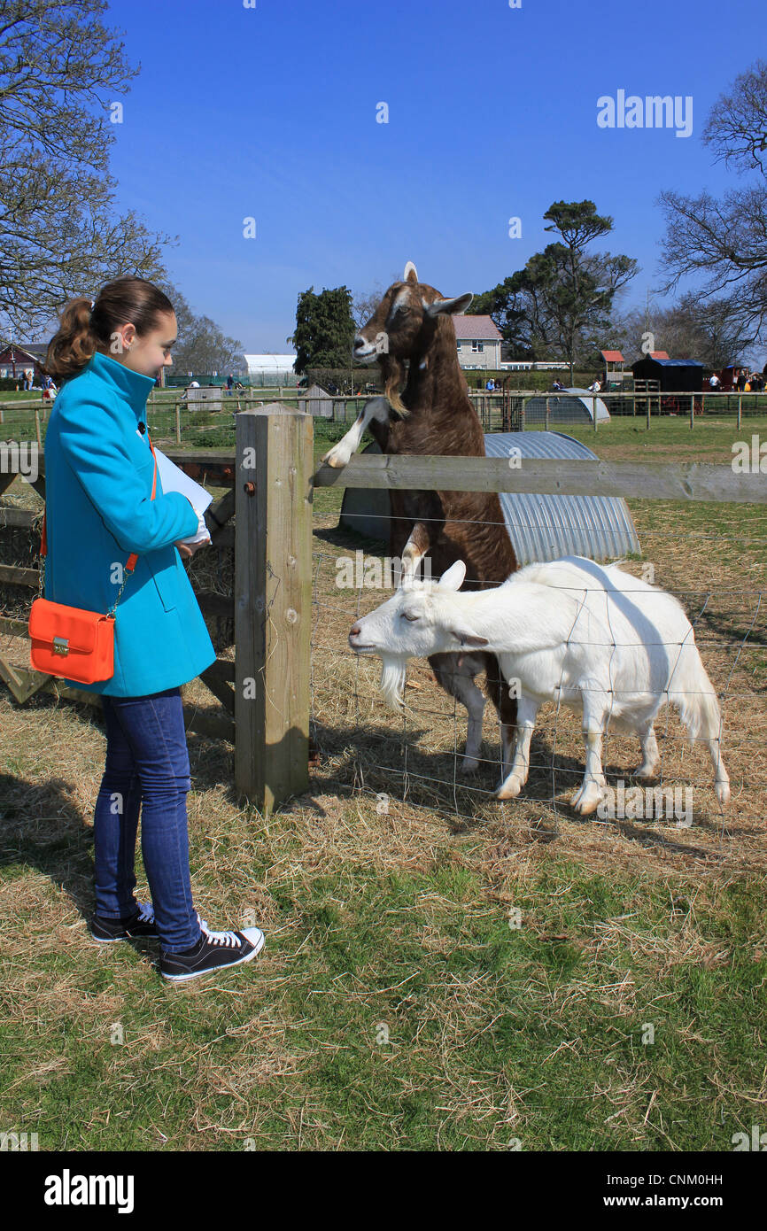 Young visitor feeding the friendly goats at Kingston Maurward ...