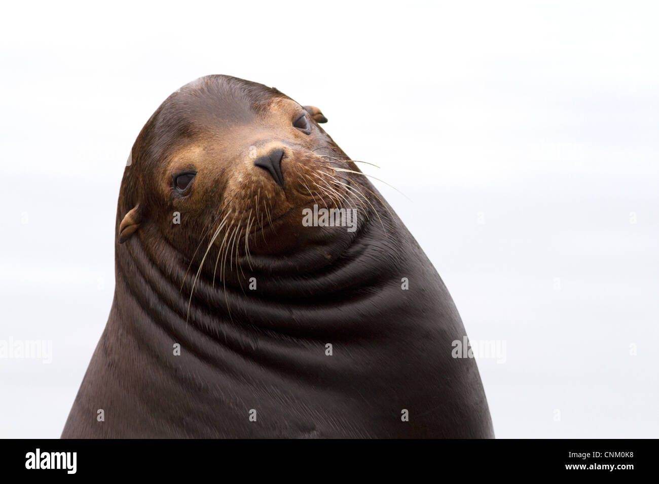 California sea lion on the Pacific coast Stock Photo - Alamy