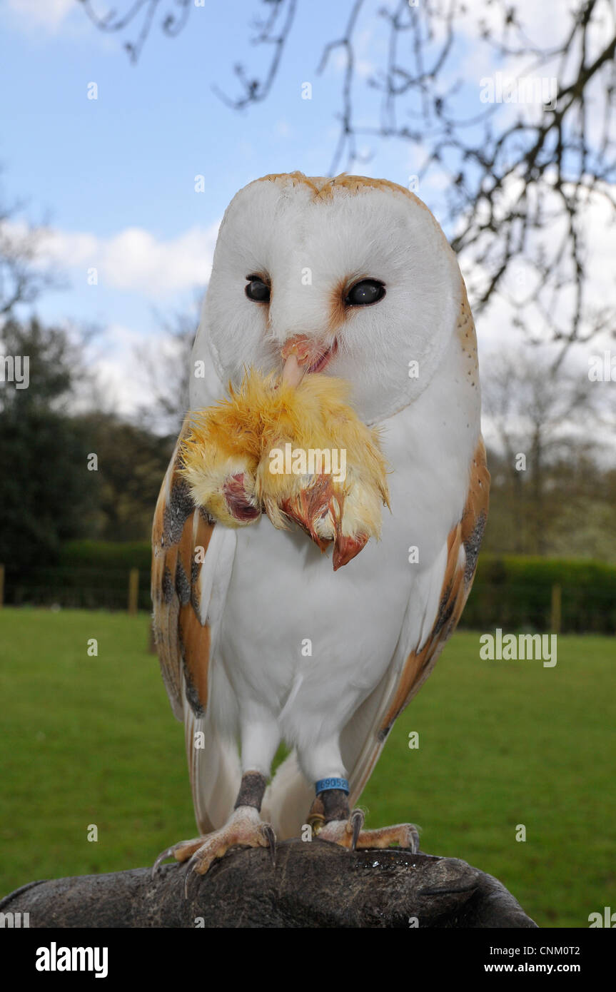 Barn Owl photographed in its natural habitat holding lunch in its beak ...