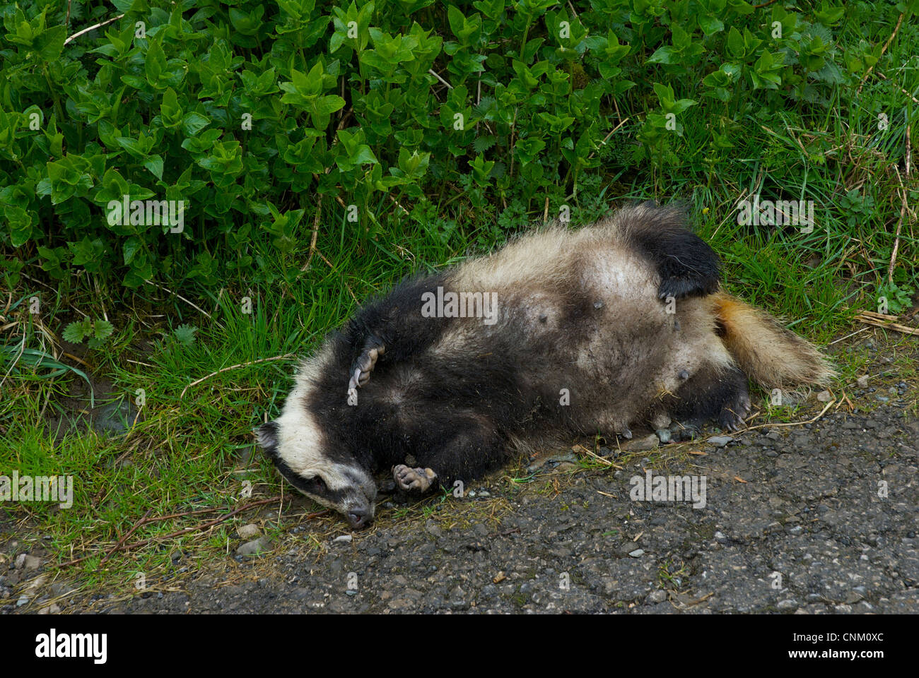 Dead badger, roadkill, England UK Stock Photo - Alamy