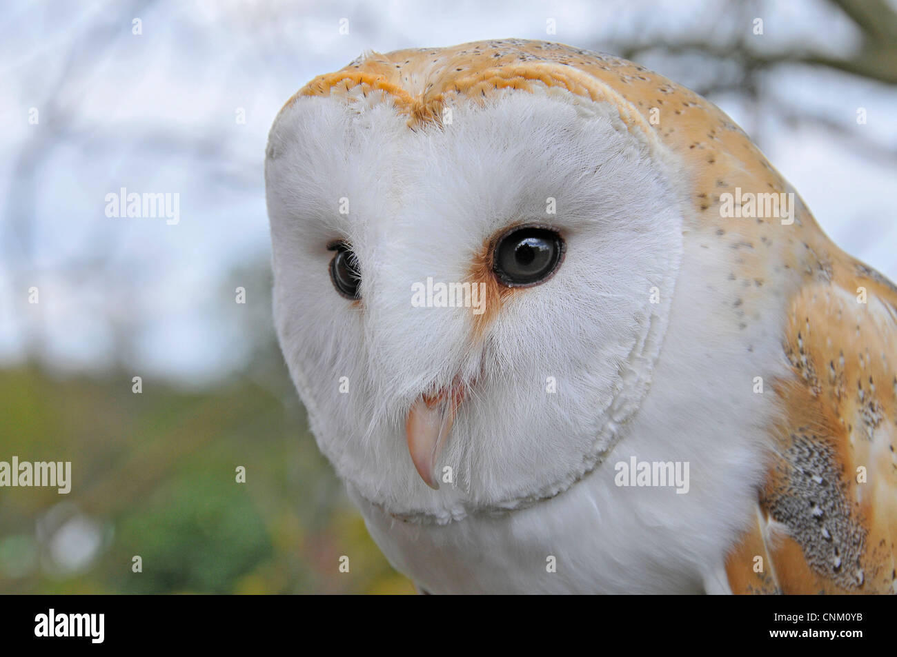 Barn Owl photographed in its natural habitat Stock Photo - Alamy