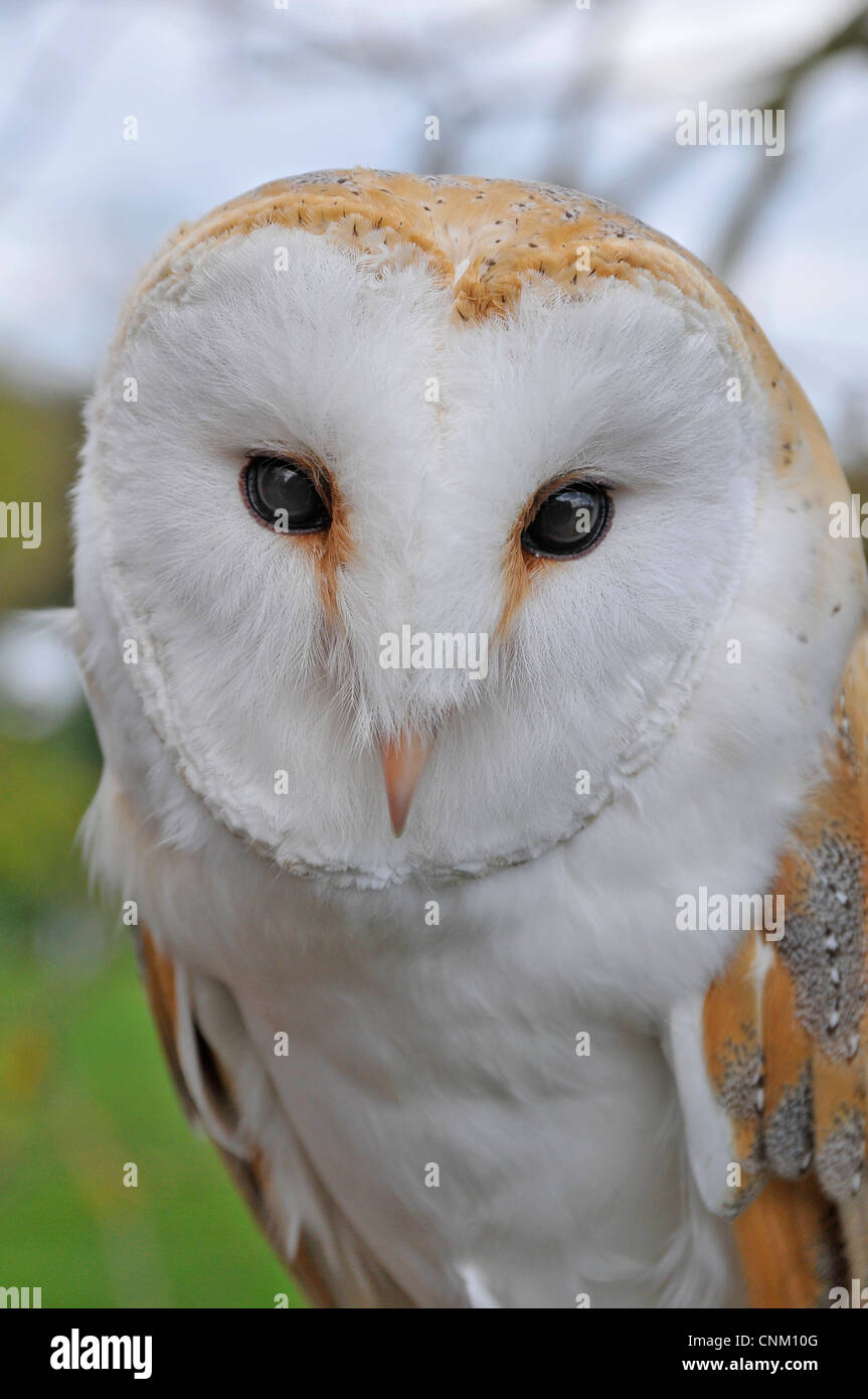 Barn Owl photographed in its natural habitat Stock Photo - Alamy