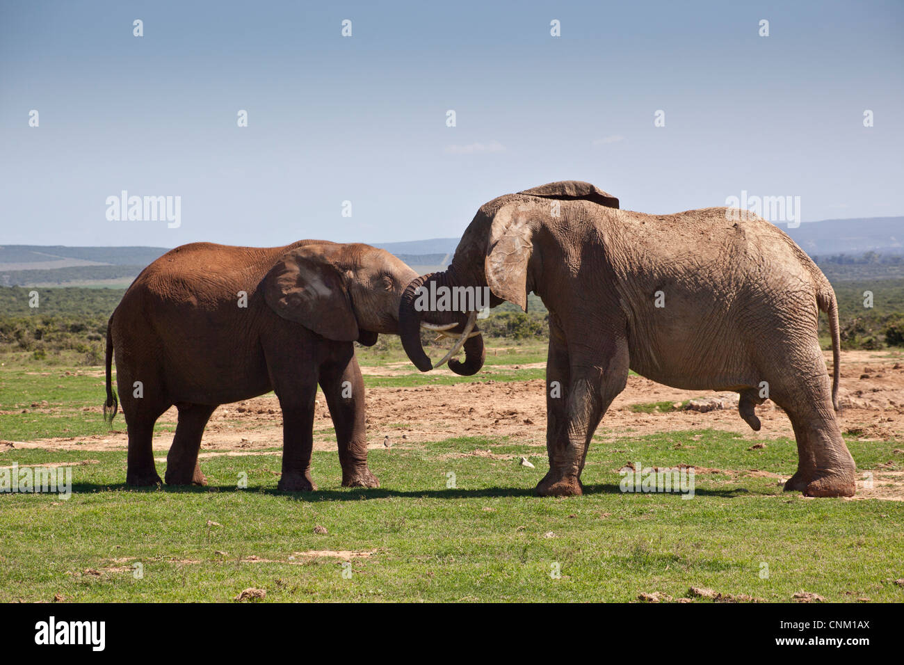 Elephants Testing High Resolution Stock Photography and Images - Alamy