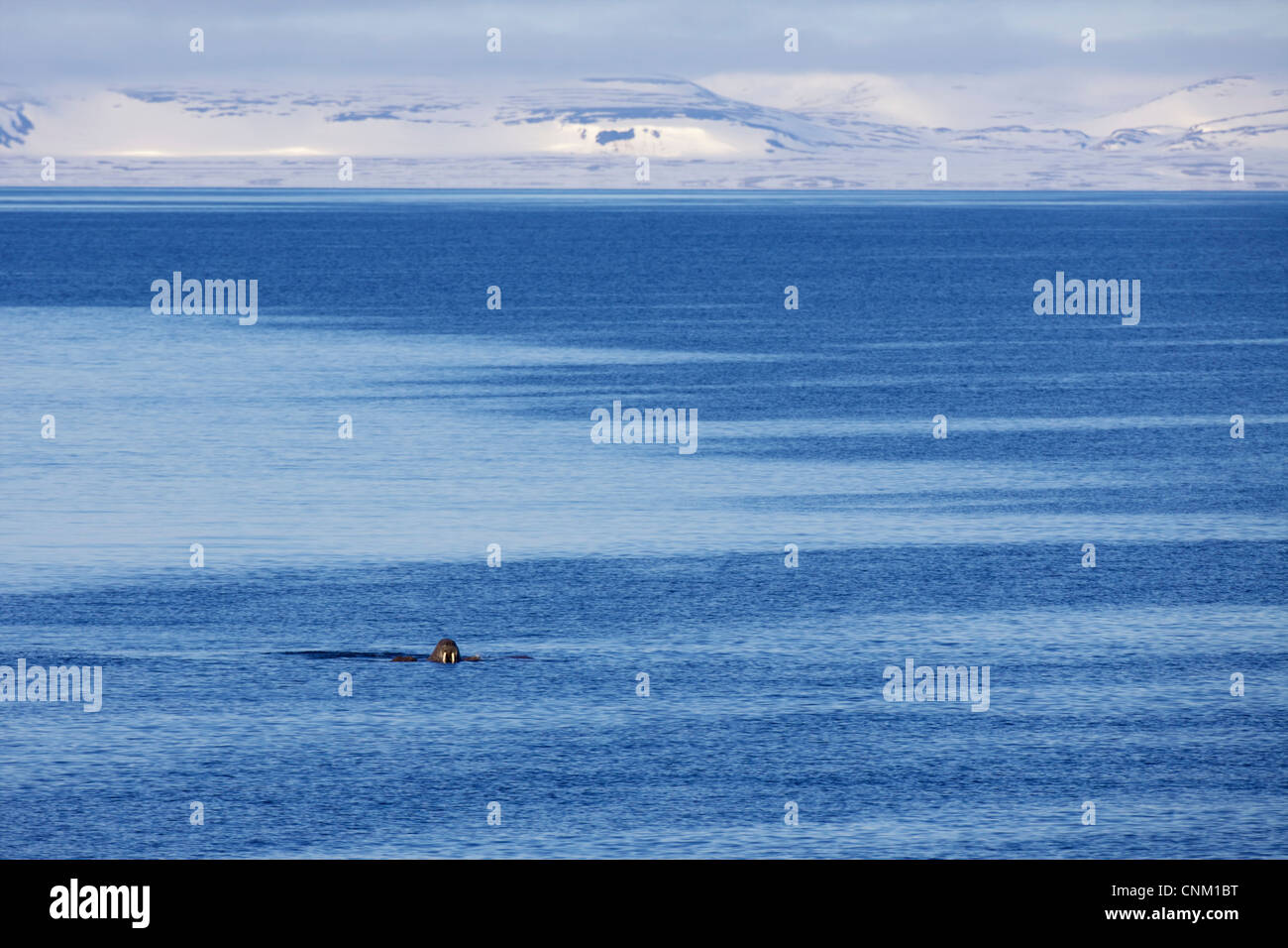Walrus fishing in arctic summer, Northern Spitzbergen, Svalbard, Norway ...
