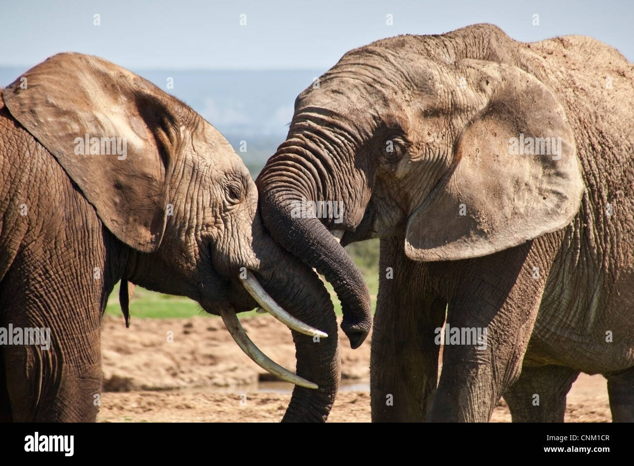 Elephants Testing High Resolution Stock Photography and Images - Alamy