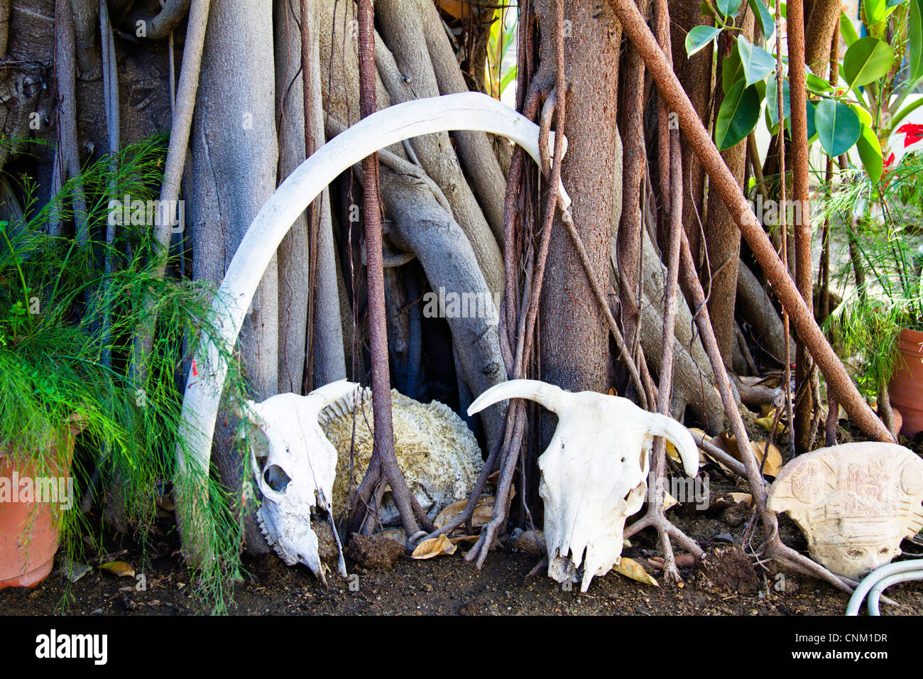 Mexico skull skulls garden hi-res stock photography and images - Alamy