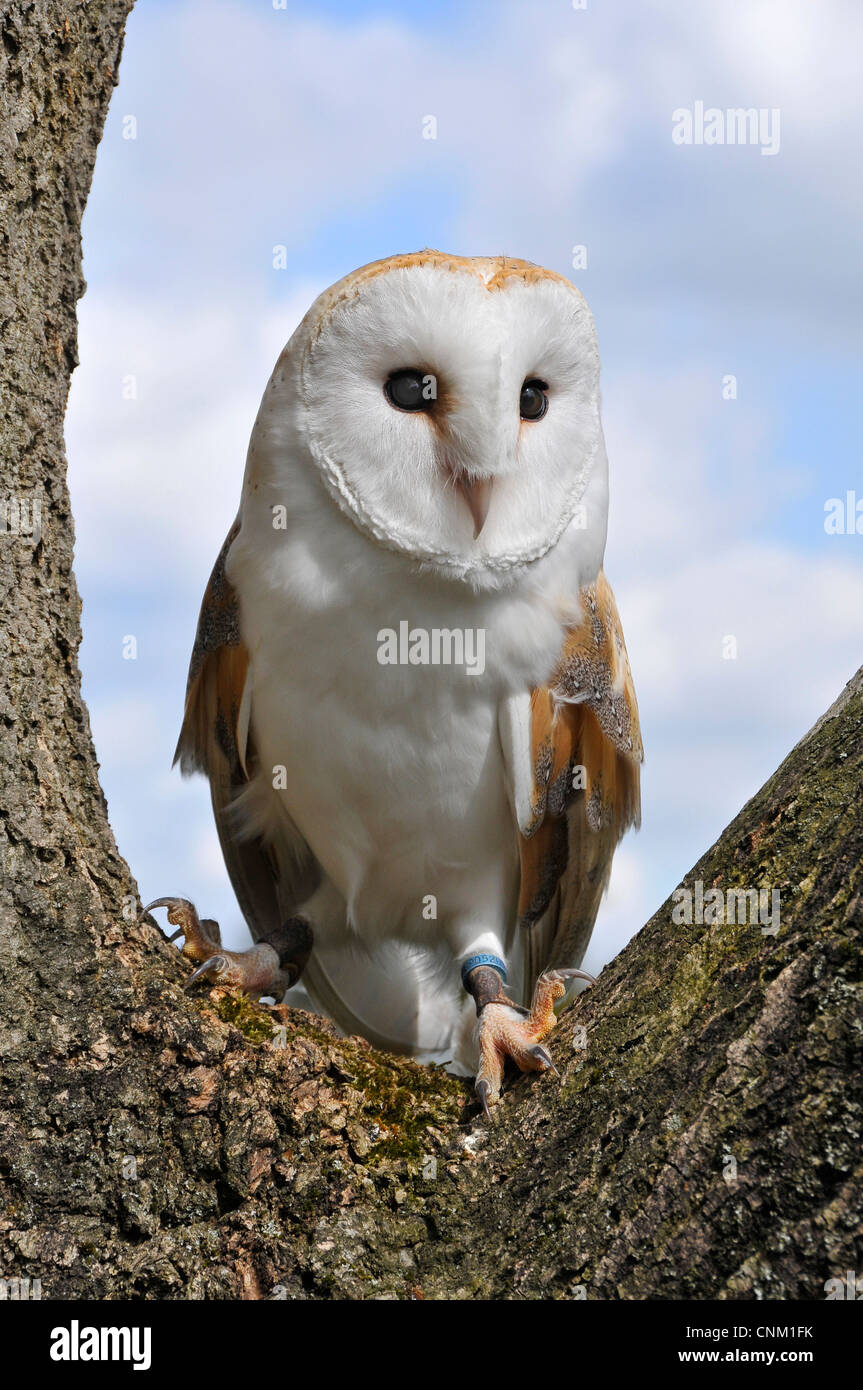 Barn Owl photographed in its natural habitat Stock Photo - Alamy