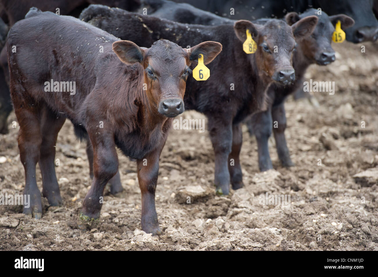 Herd of beef cattle walking through muddy paddock Stock Photo - Alamy