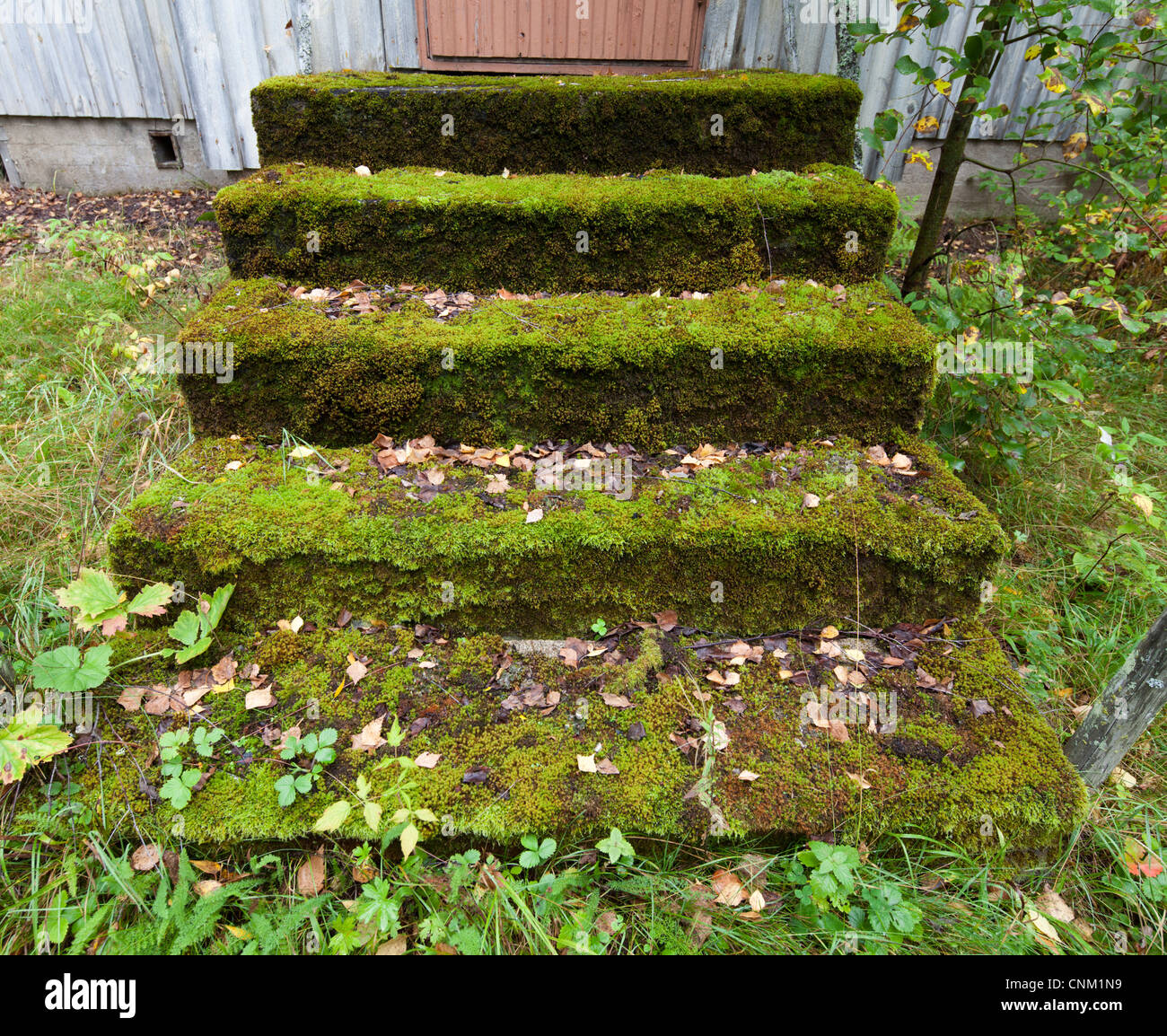 Step Moss Stock Photos & Step Moss Stock Images - Alamy