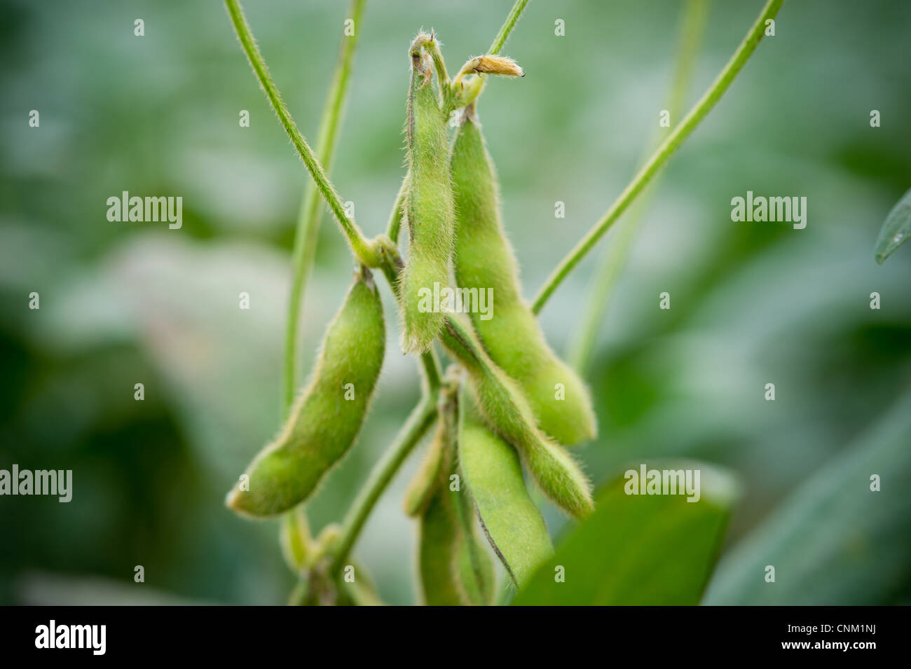 Soy beans hanging from the plant Stock Photo - Alamy