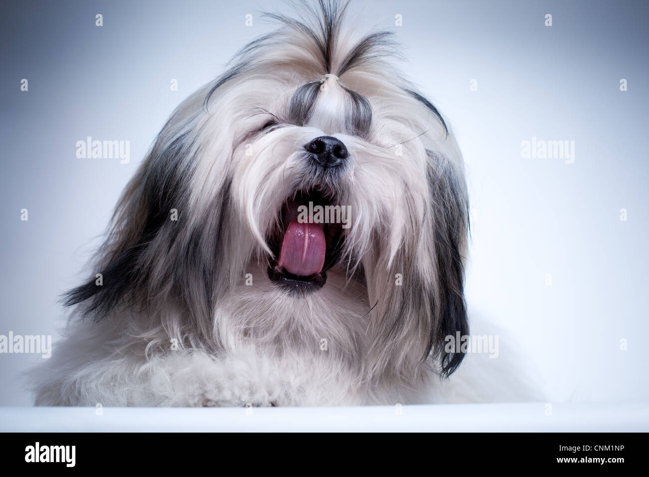Shih tzu dog singing. Funny portrait Stock Photo - Alamy