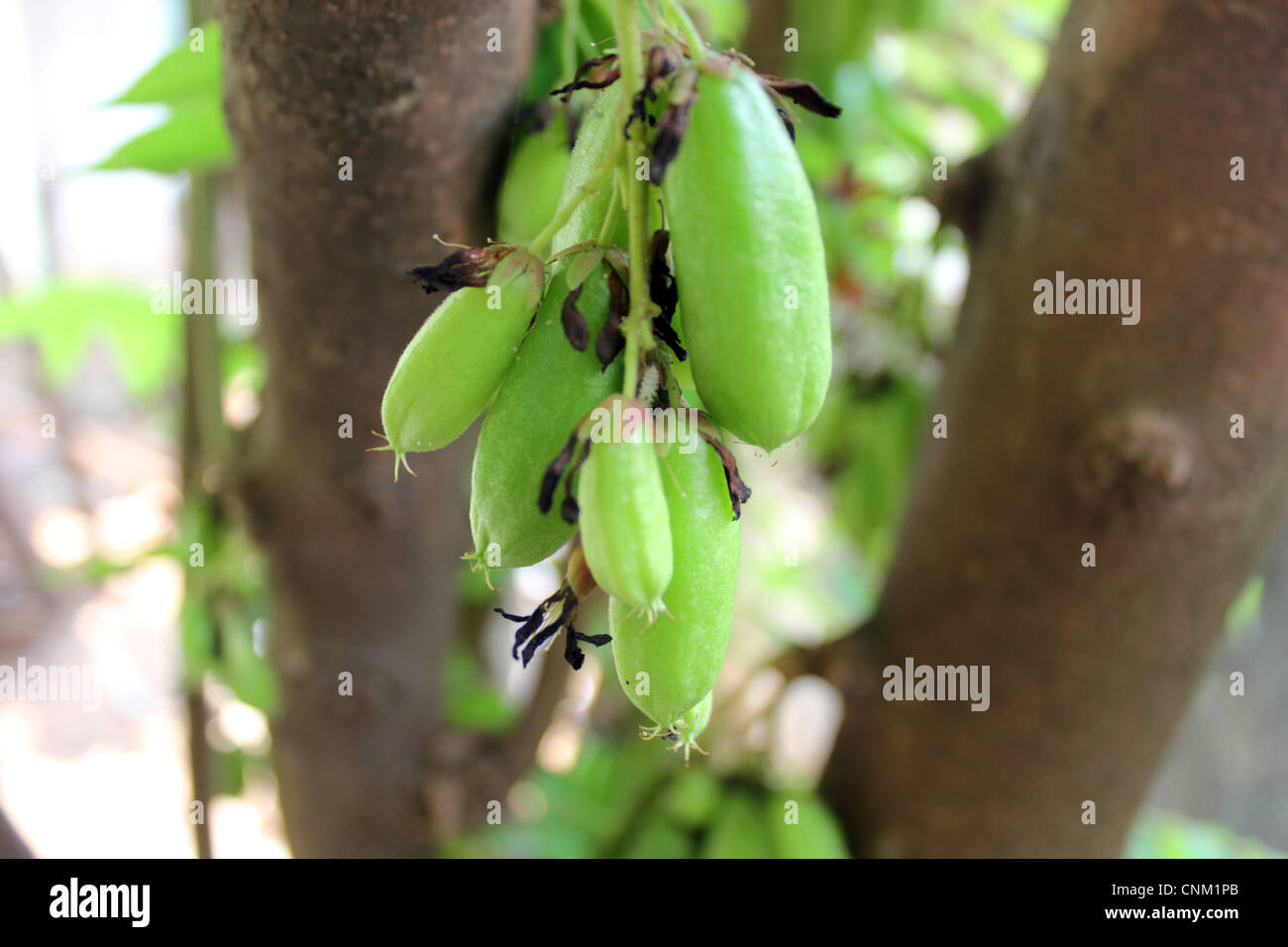 Averrhoa bilimbi commonly known as bilimbi cucumber tree or tree sorrel ...