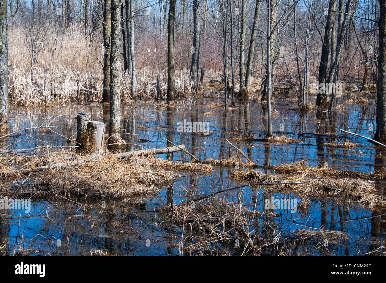 Ile Bizard wetlands in Spring Stock Photo - Alamy
