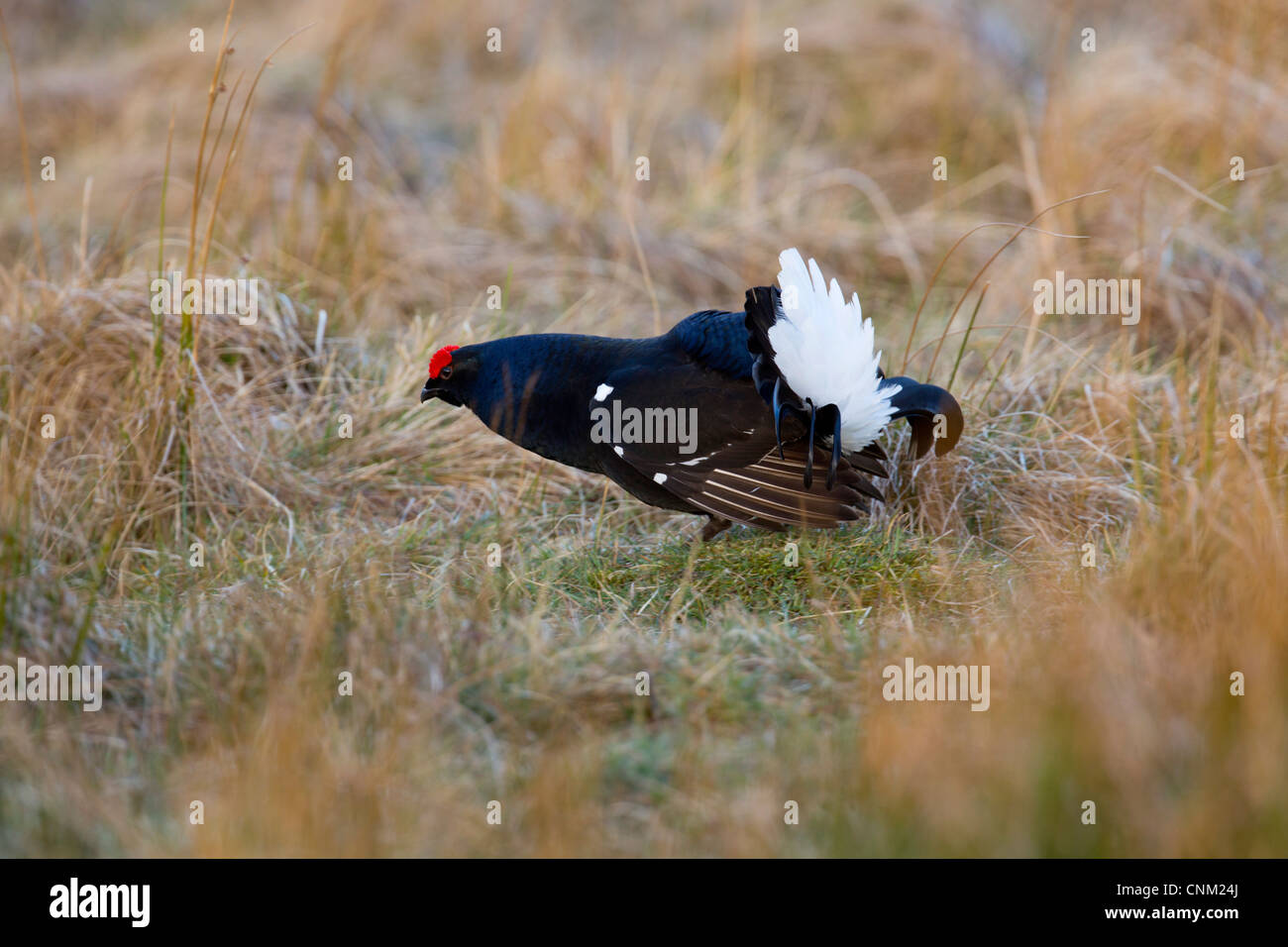 Male bird lekking hi-res stock photography and images - Alamy