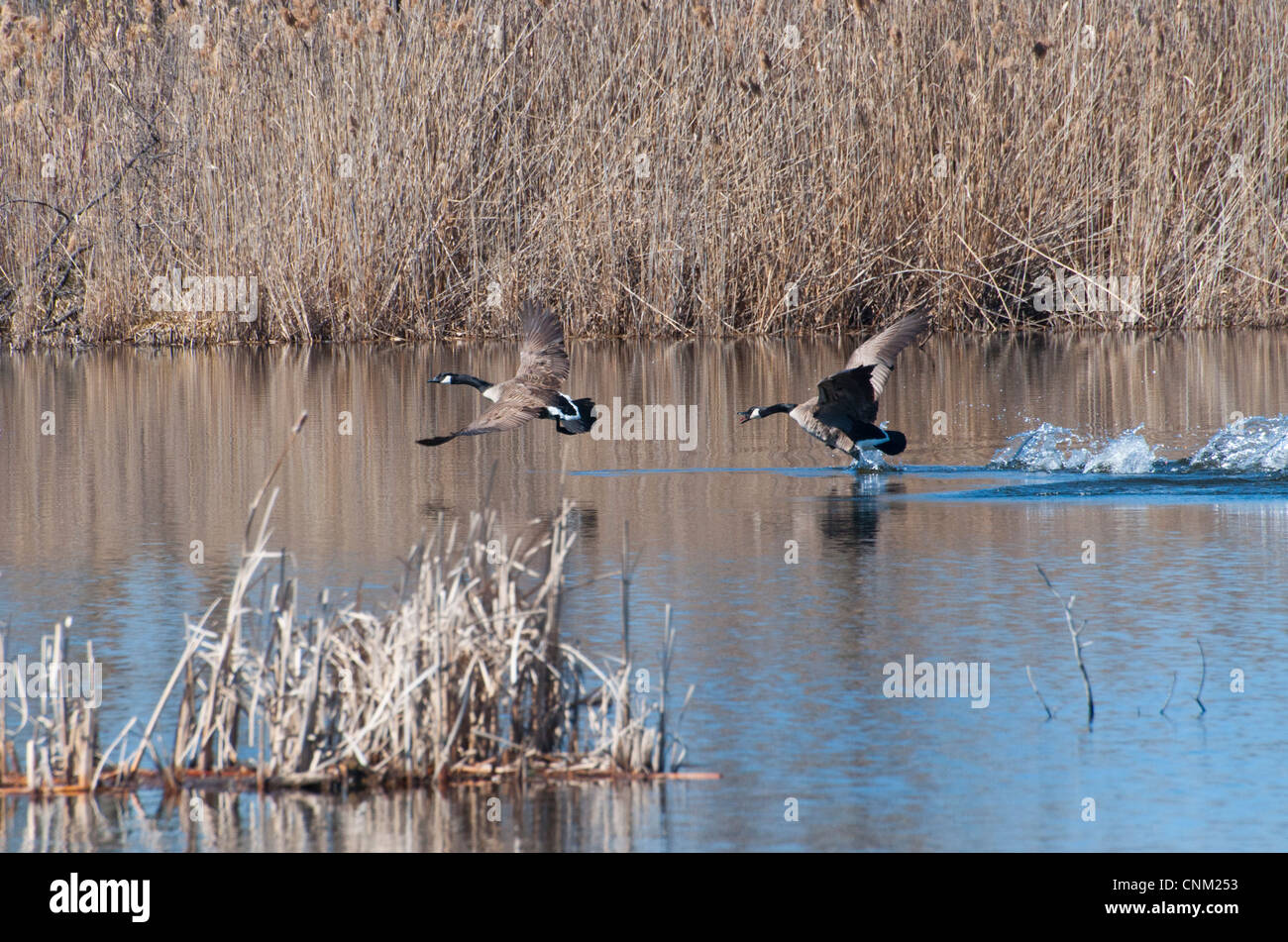 A pair of Canada Geese in a marsh Stock Photo - Alamy
