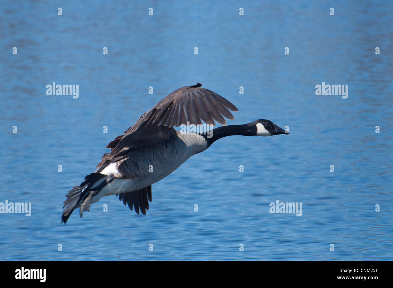 Canada Goose in flight Stock Photo - Alamy