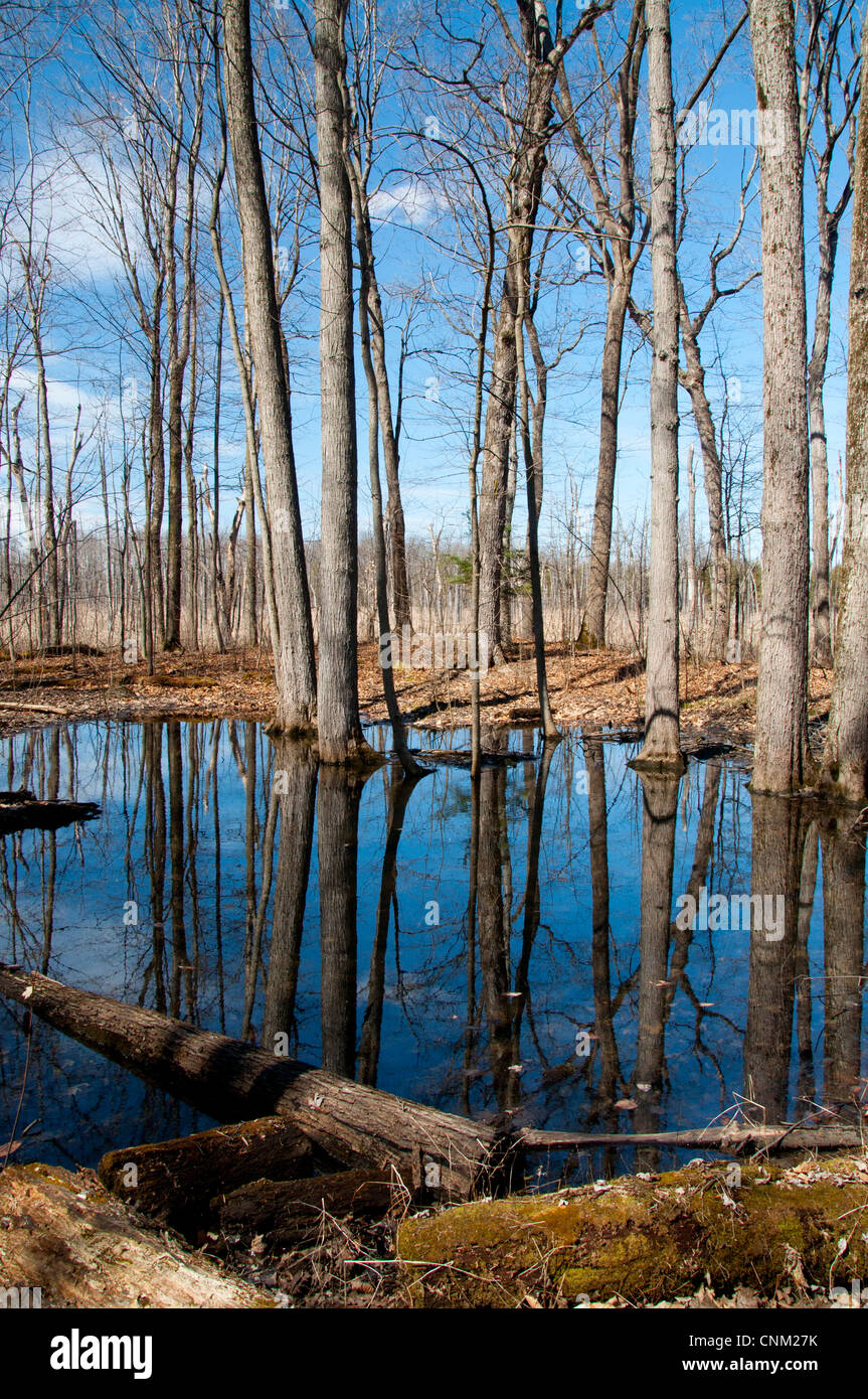 Ile Bizard wetlands in Spring Stock Photo - Alamy