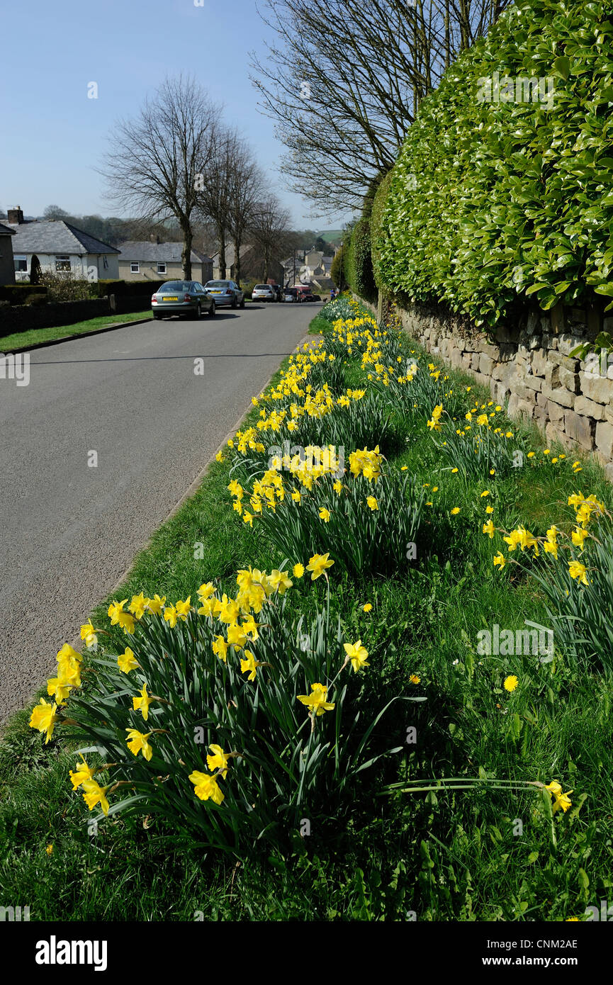 daffodils growing at the roadside in eyam village derbyshire england uk ...