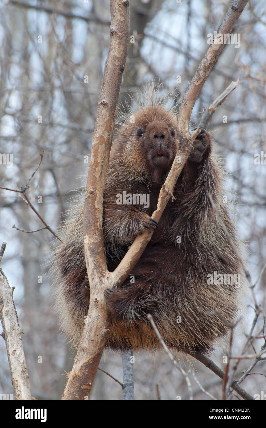 Close-up of a Common Porcupine Stock Photo - Alamy