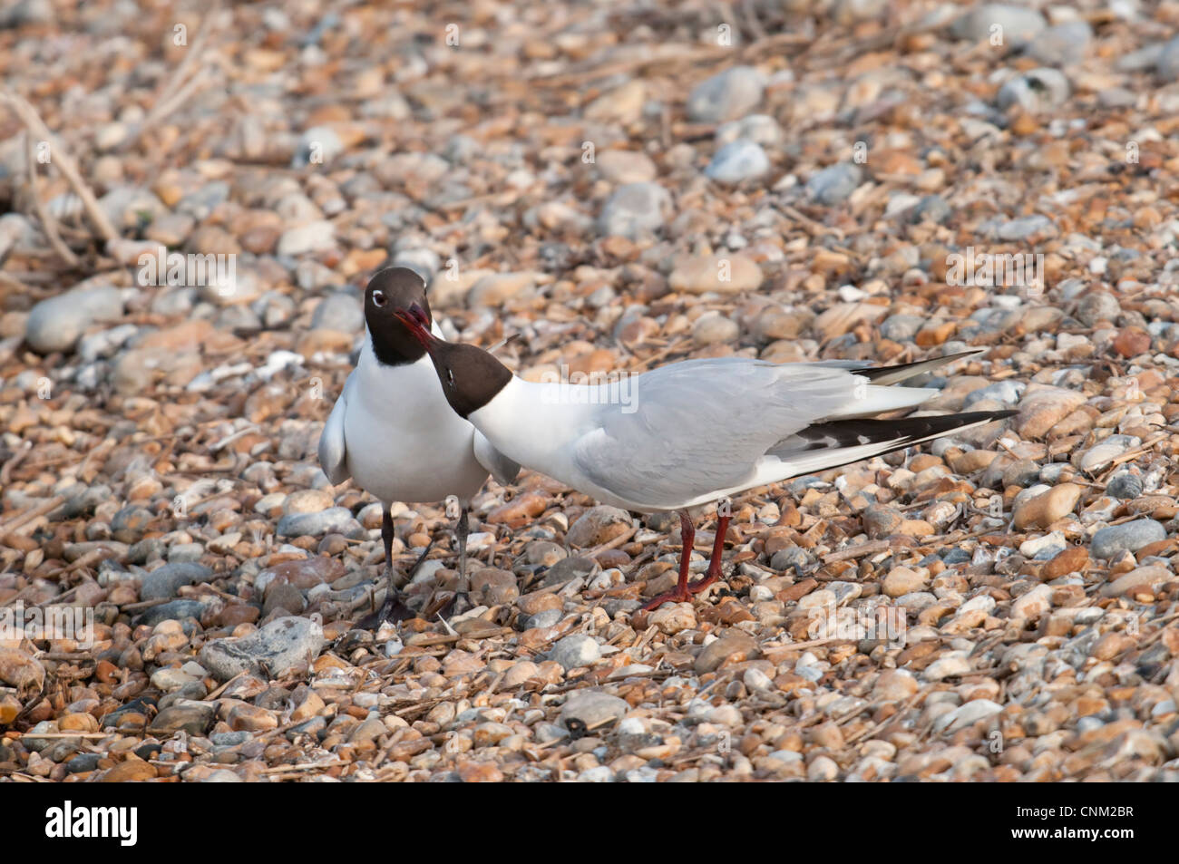 Life cycle of gull hi-res stock photography and images - Alamy
