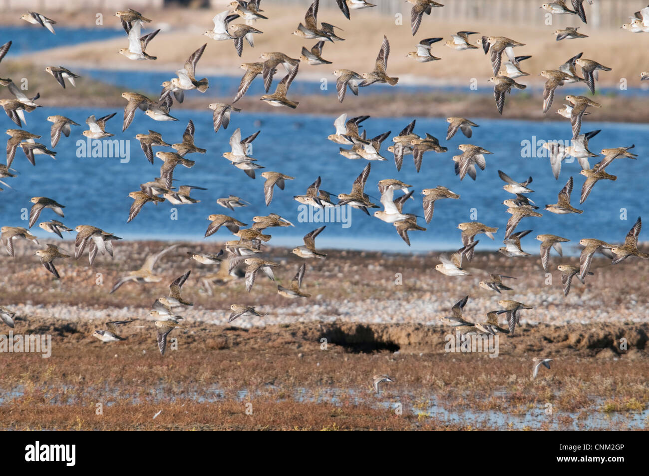 A flock of Golden Plover taking flight, Rye Harbour, Sussex, UK Stock ...