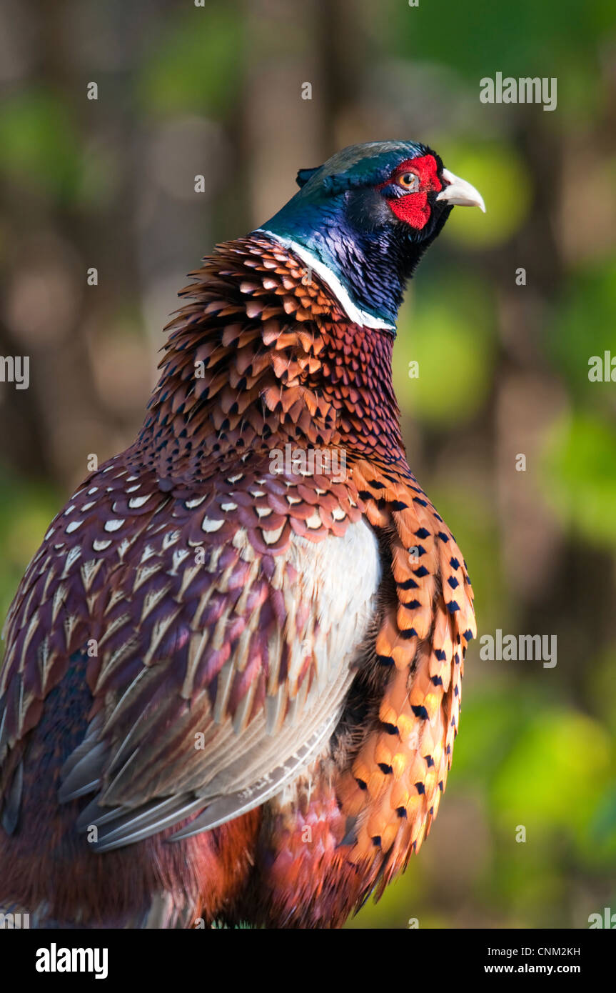 Pheasant colours hi-res stock photography and images - Alamy