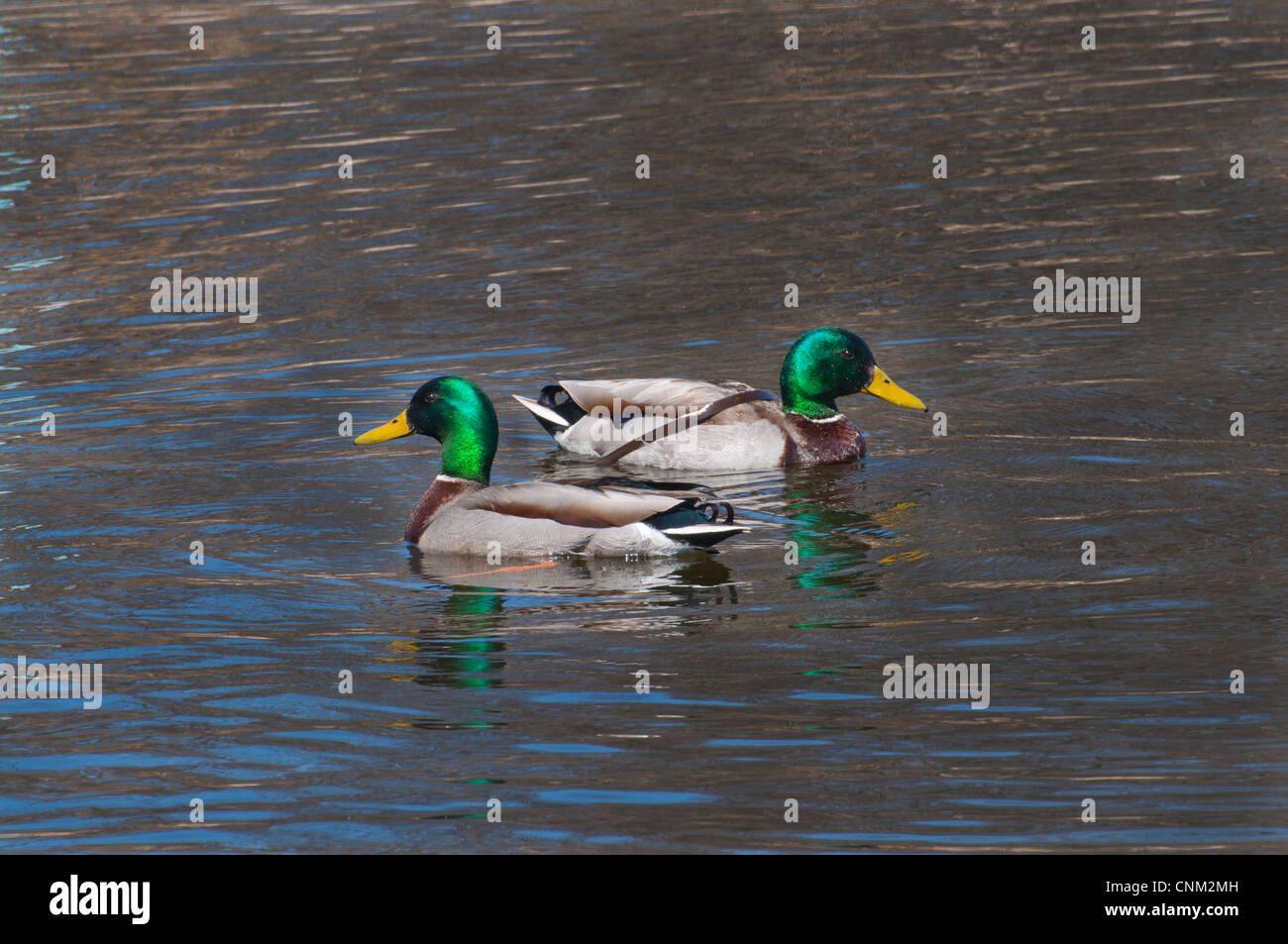 A pair of male Mallard Ducks Stock Photo - Alamy
