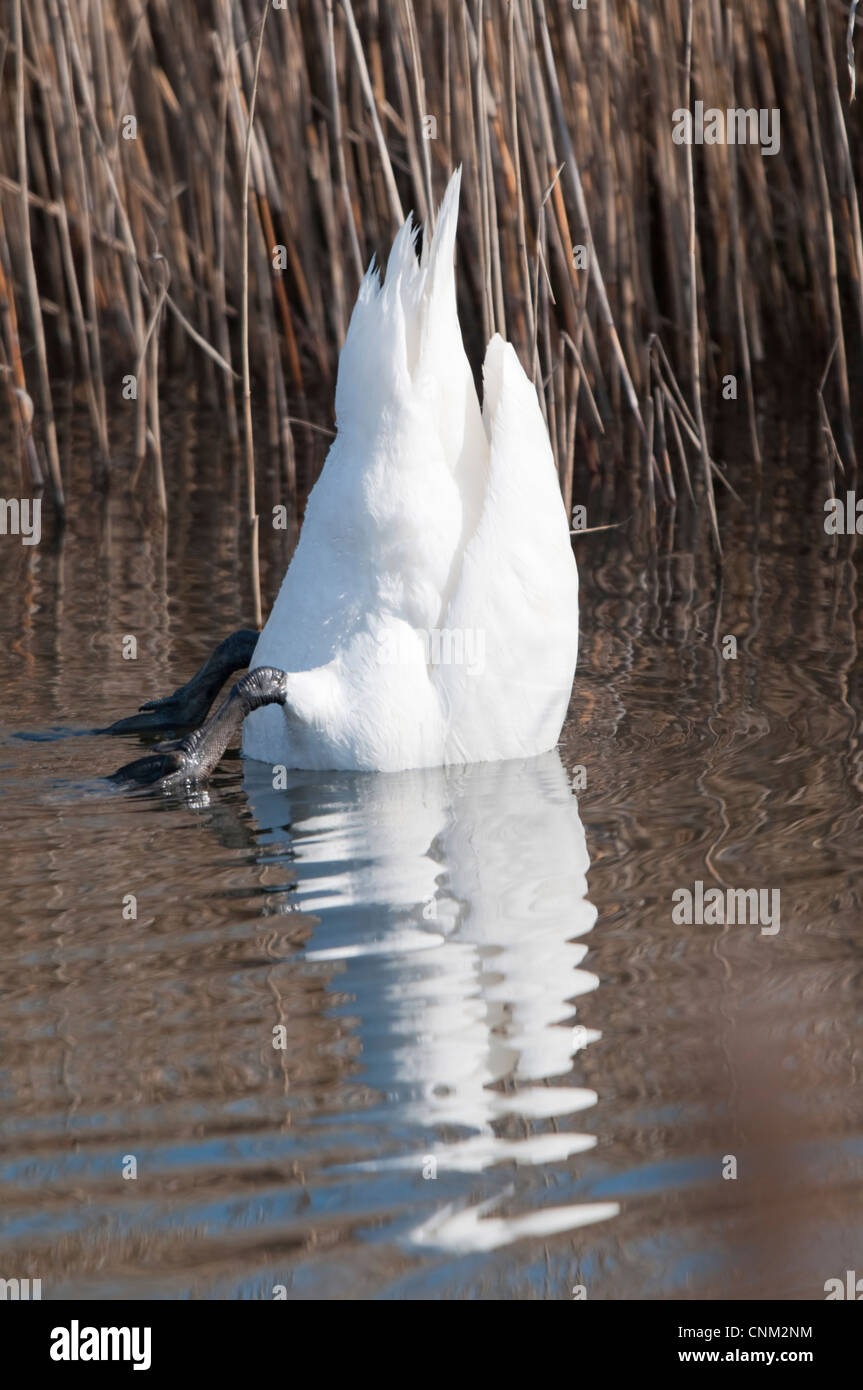 Eat under water hi-res stock photography and images - Alamy