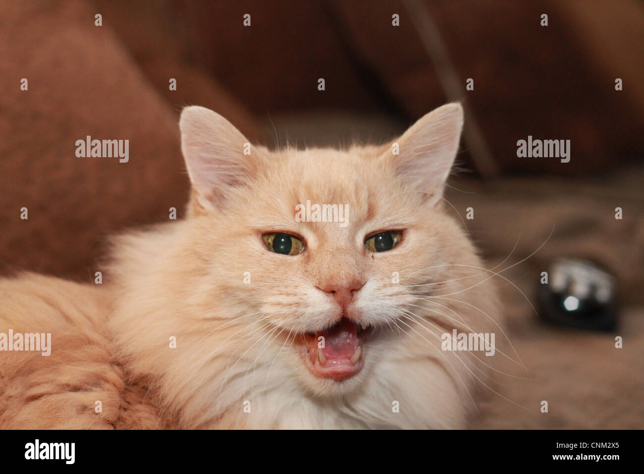 laughing cream cat Stock Photo - Alamy