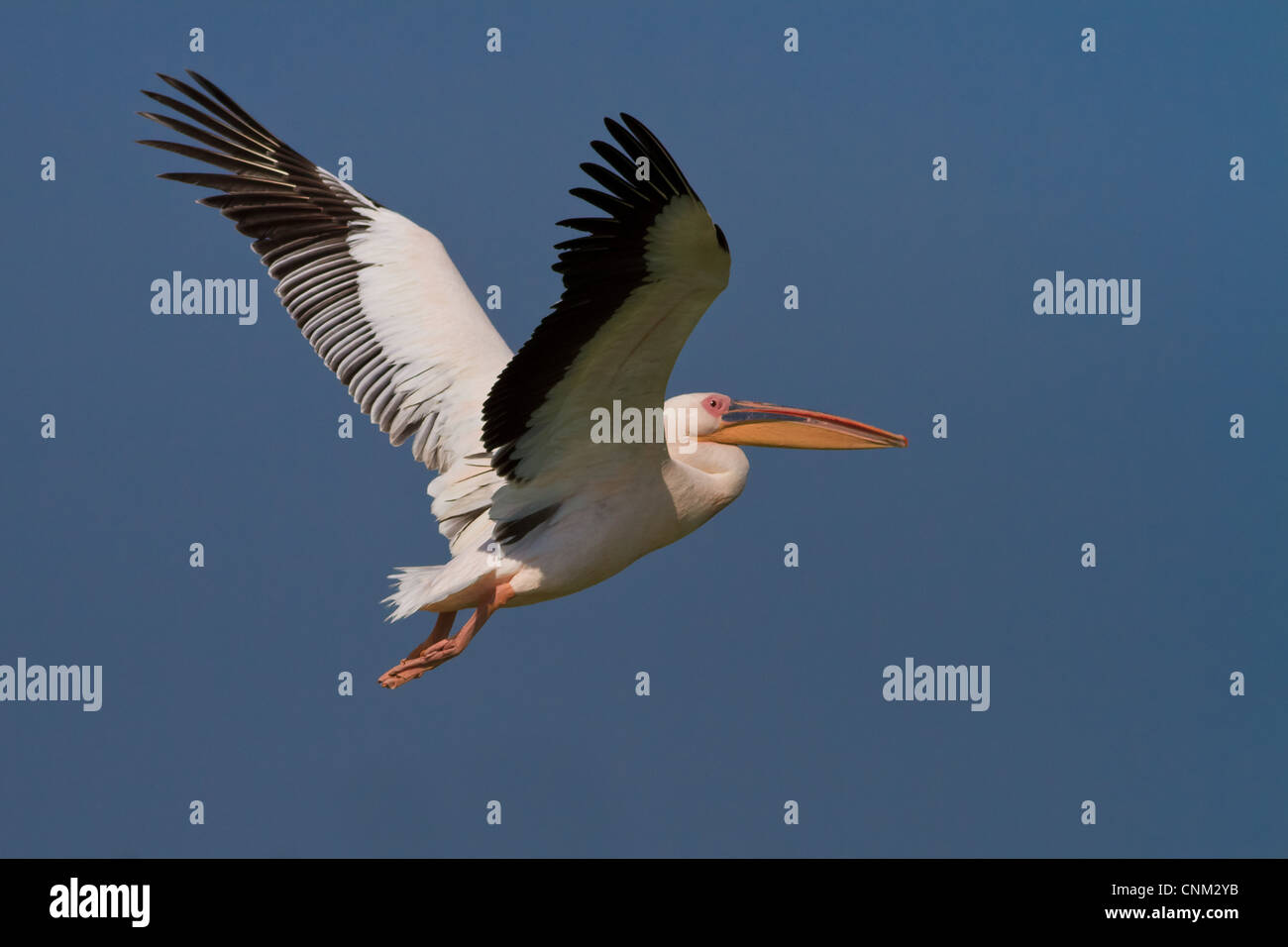 pelican in flight Stock Photo - Alamy