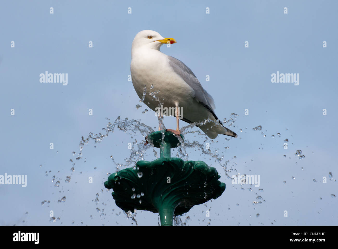 Seagull drinking water hi-res stock photography and images - Alamy
