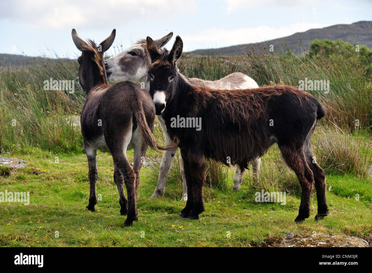A DONKEY SANCTUARY IN CO GALWAY IRELAND Stock Photo - Alamy