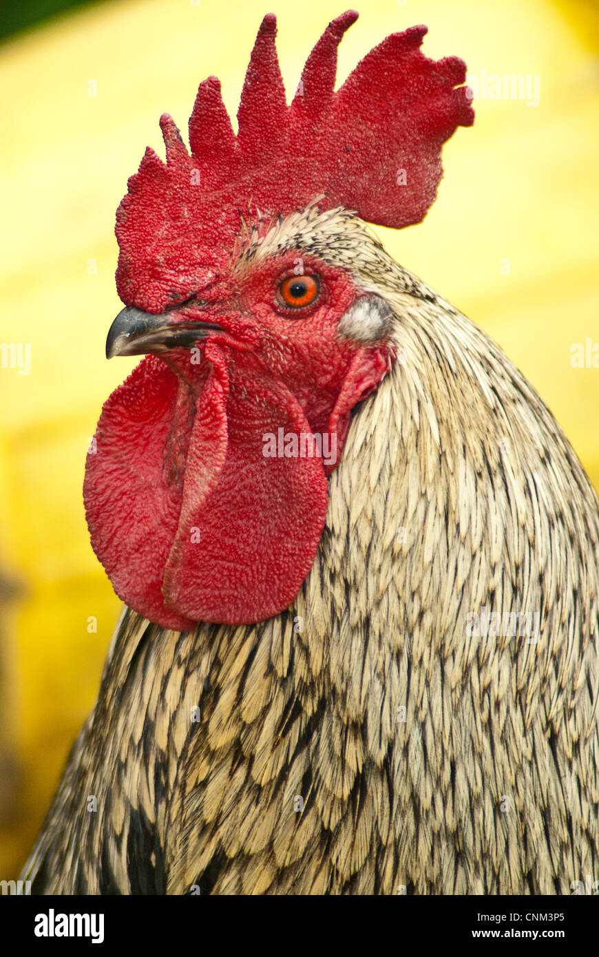 Cockerel strutting hi-res stock photography and images - Alamy