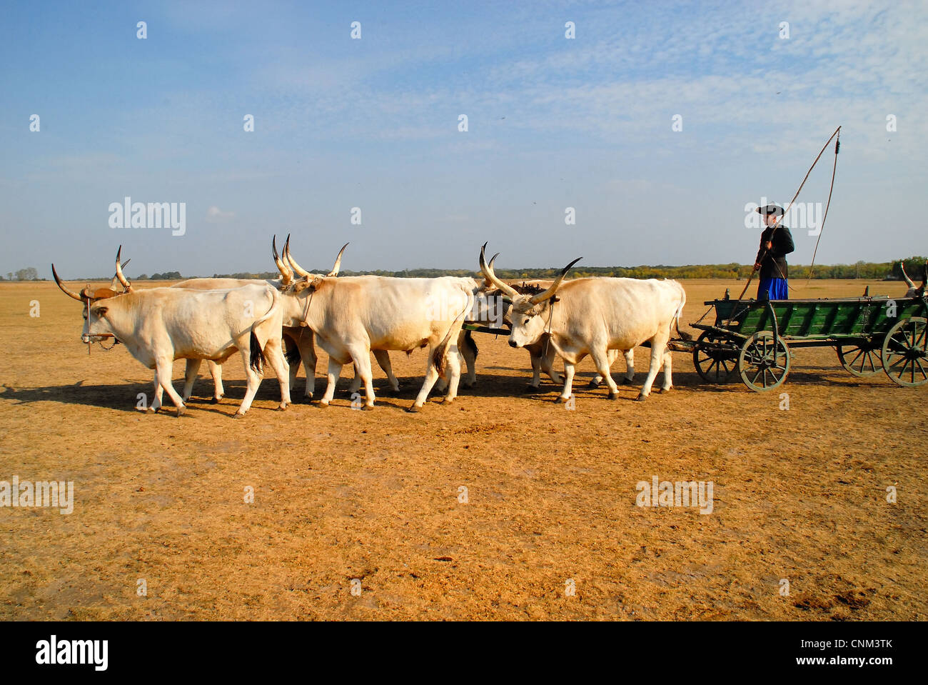Cow drawn carriage hi-res stock photography and images - Alamy
