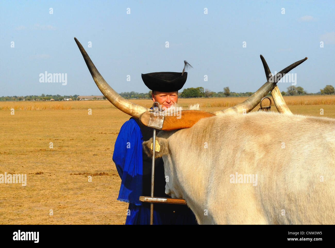 Hungarian gray cattle cows hi-res stock photography and images - Alamy
