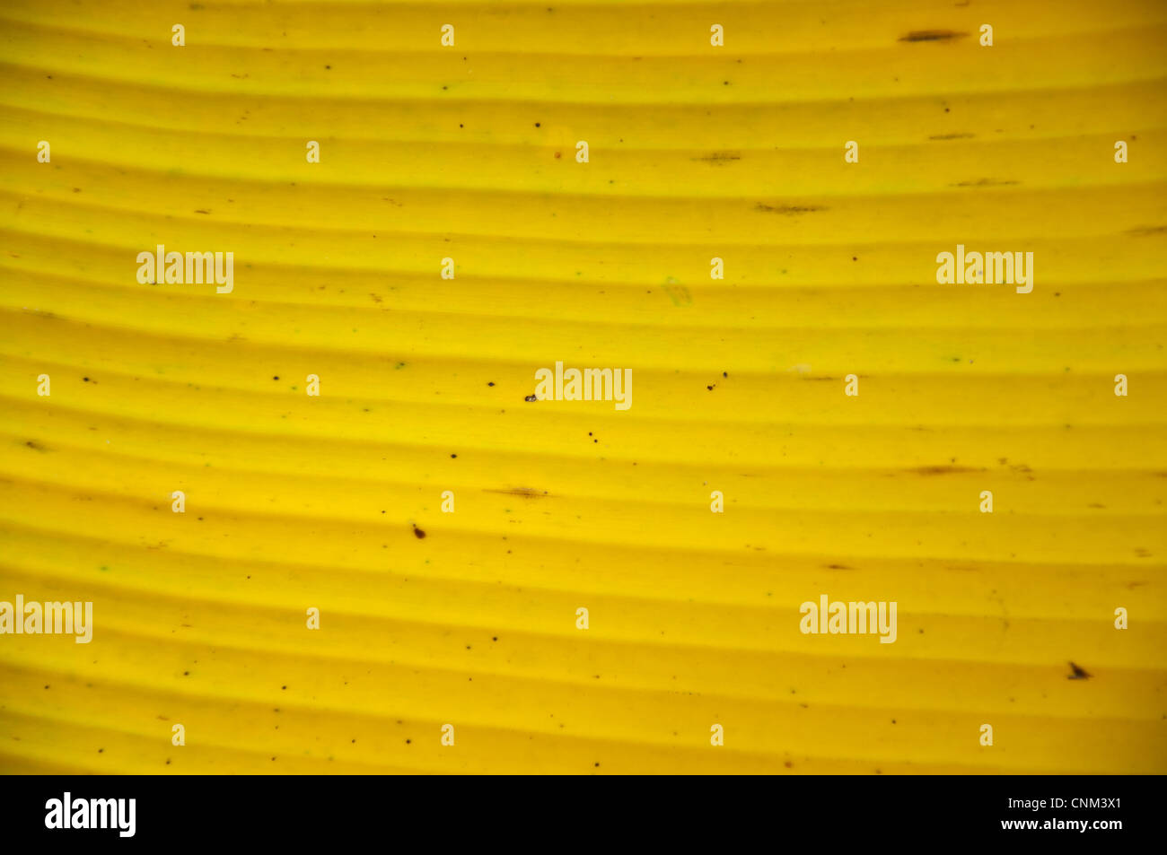 yellow banana leaf texture background Stock Photo - Alamy