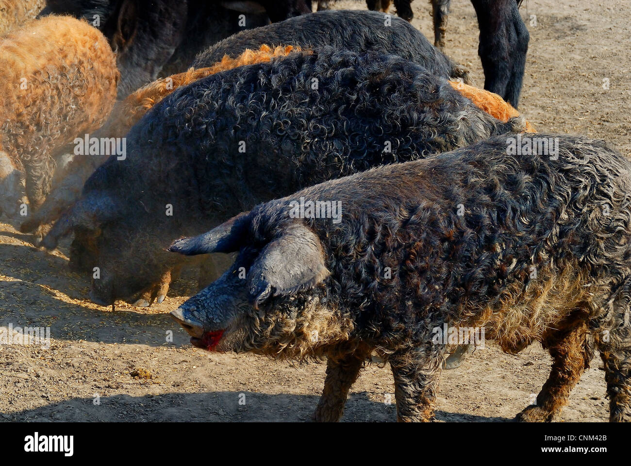 Hungarian pigs hi-res stock photography and images - Alamy