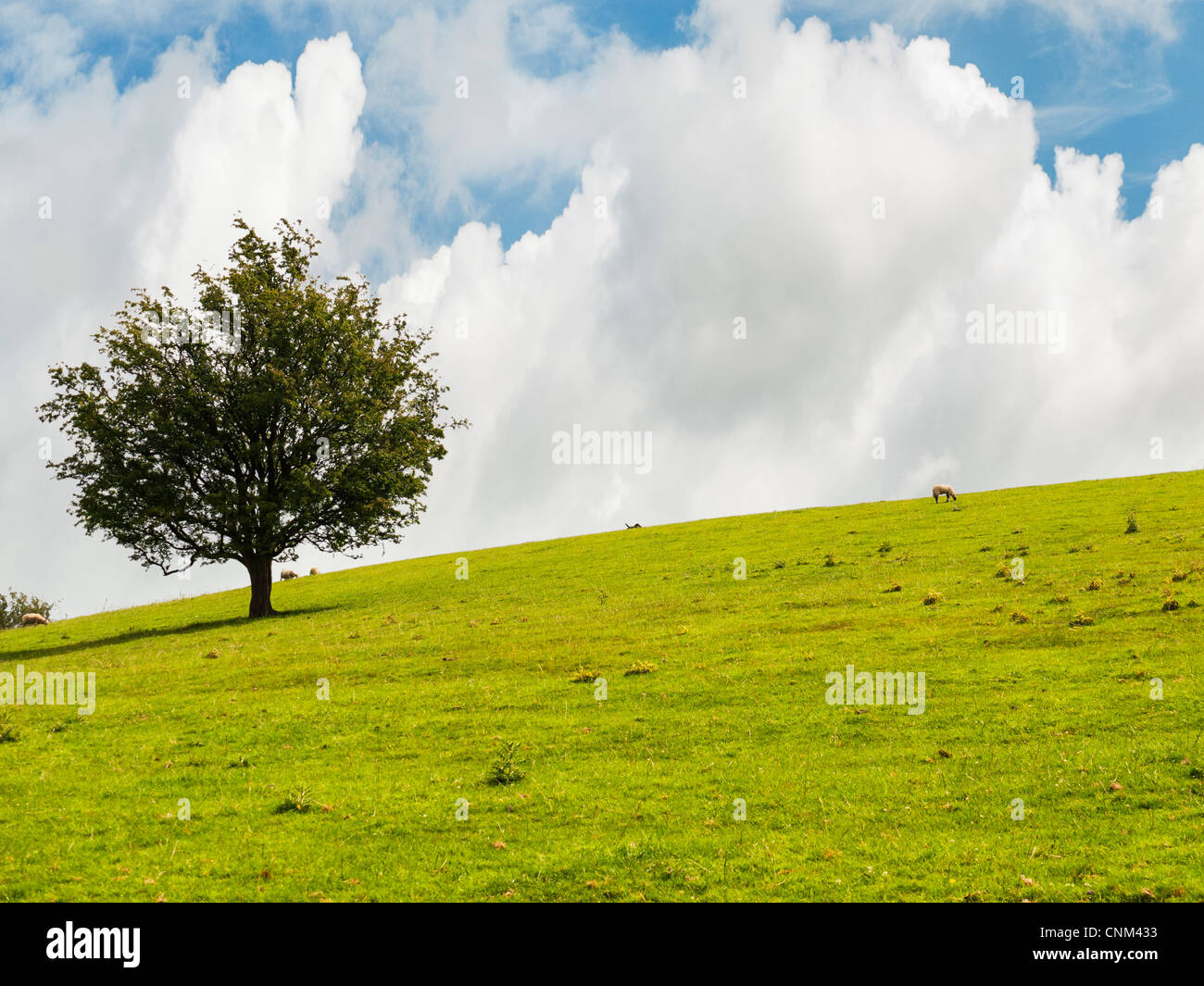 Tree standing in an empty field Stock Photo - Alamy