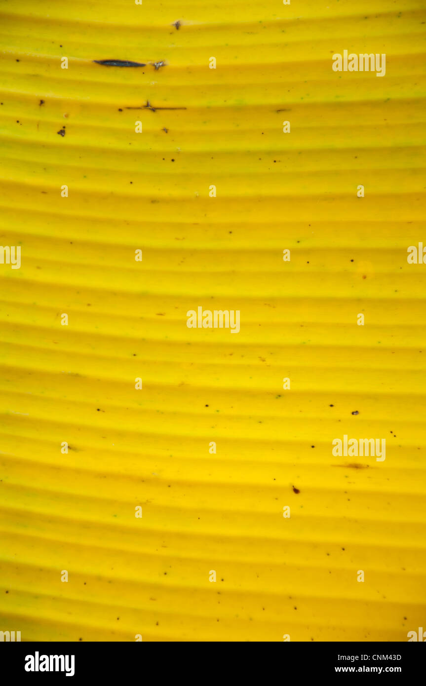 yellow banana leaf texture background Stock Photo - Alamy