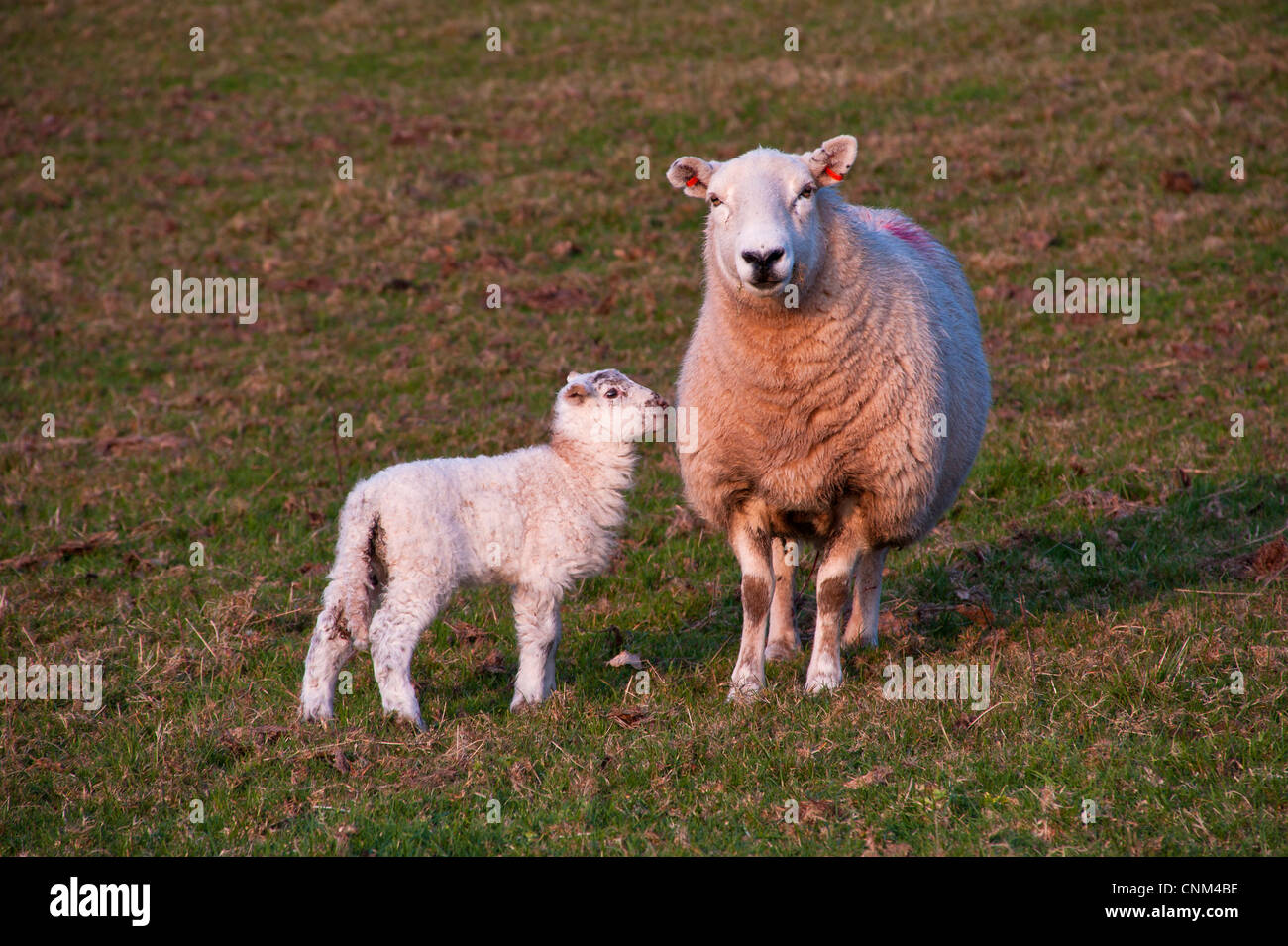 Mother ewe and her new lamb, in a grassy paddock Stock Photo - Alamy
