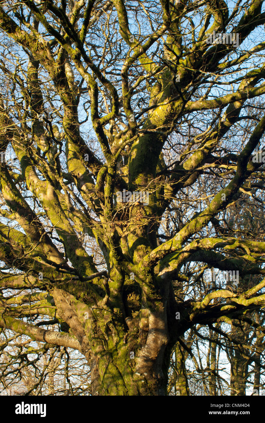 Knarled Tree Branches High Resolution Stock Photography and Images - Alamy