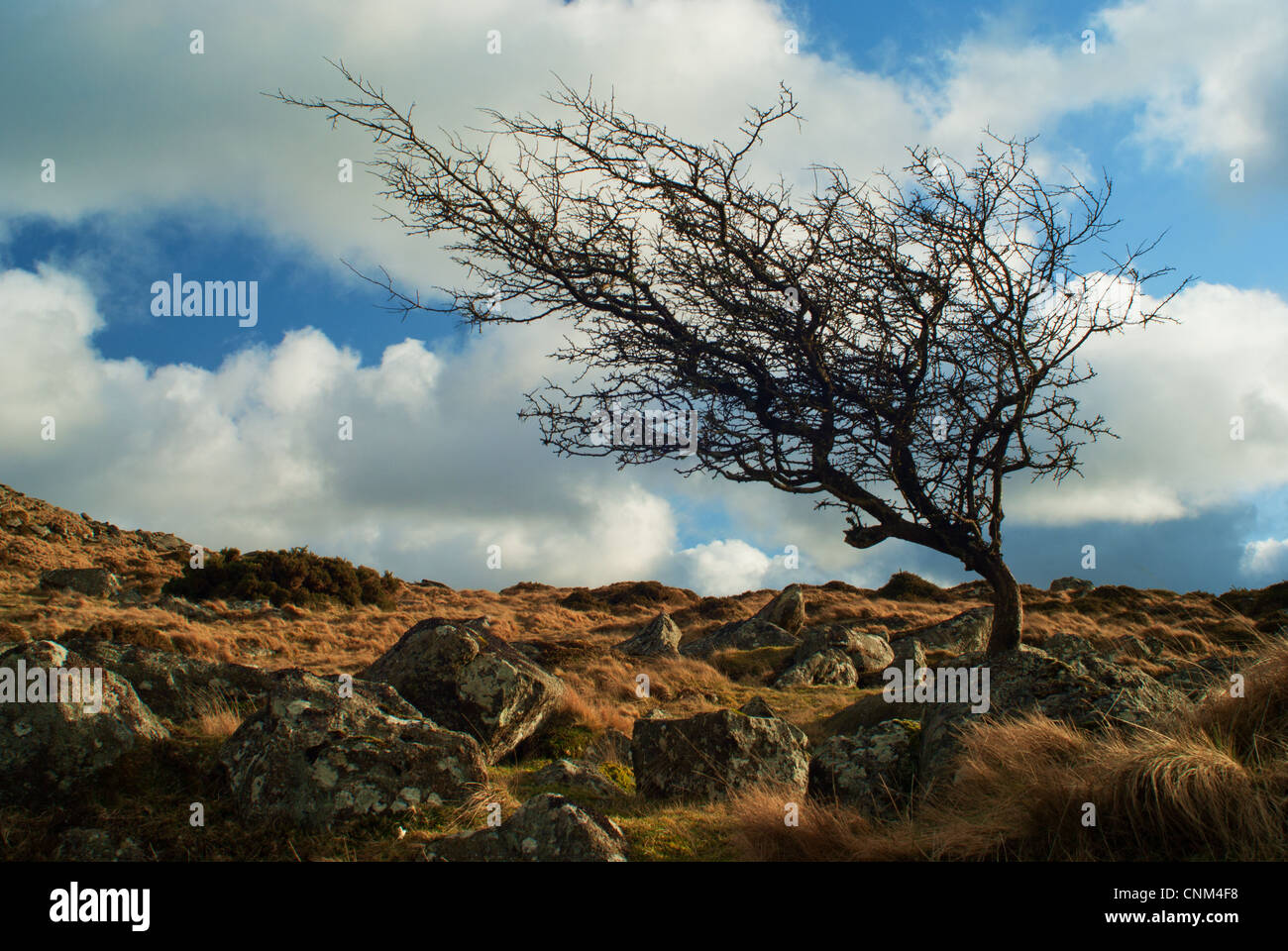 Dartmoor Tree High Resolution Stock Photography and Images - Alamy