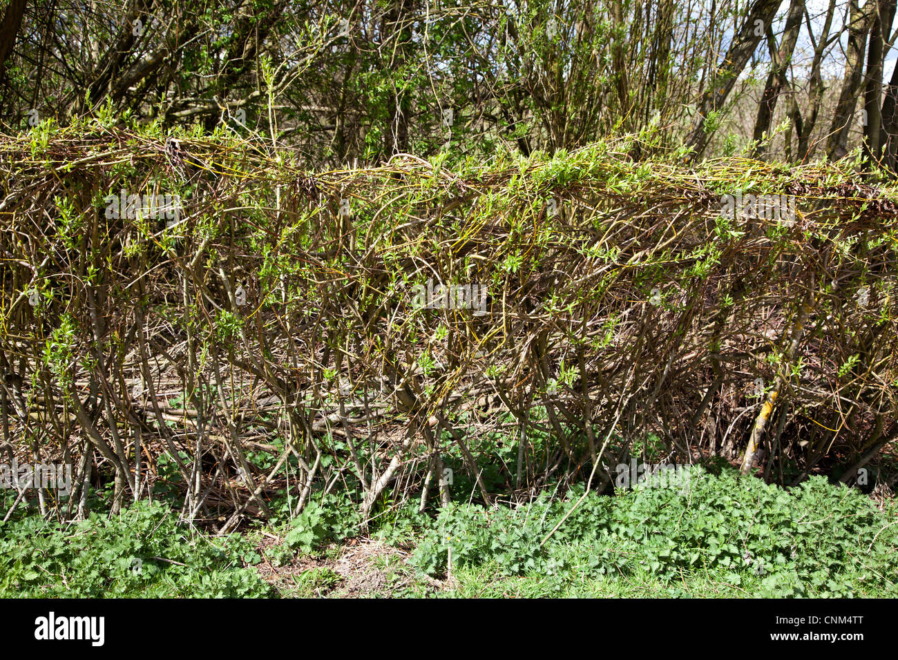 Laid hedge Carsington Water Stock Photo - Alamy