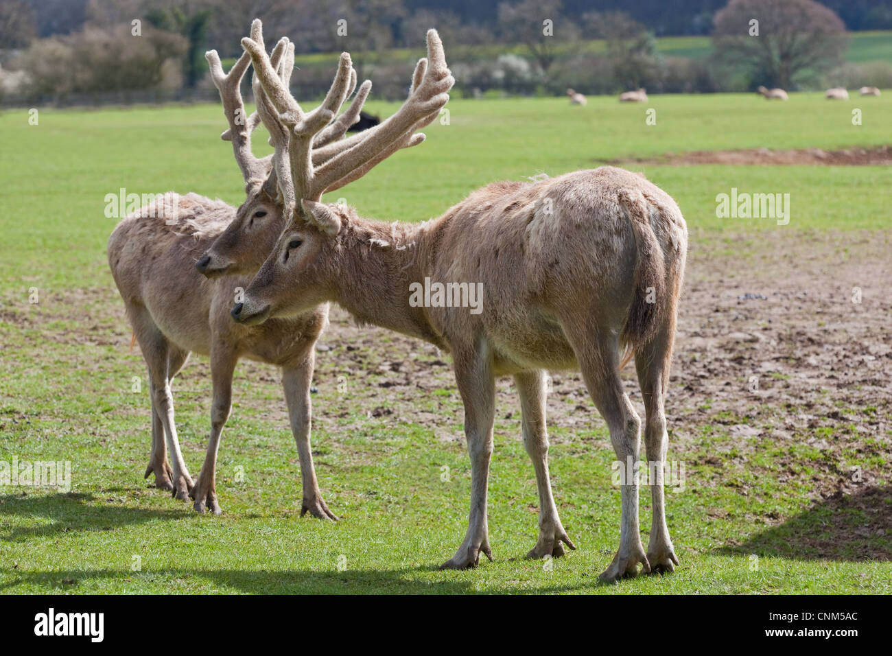 Pere David's Deer (Elaphurus davidianus). Stags, or males, with antlers ...