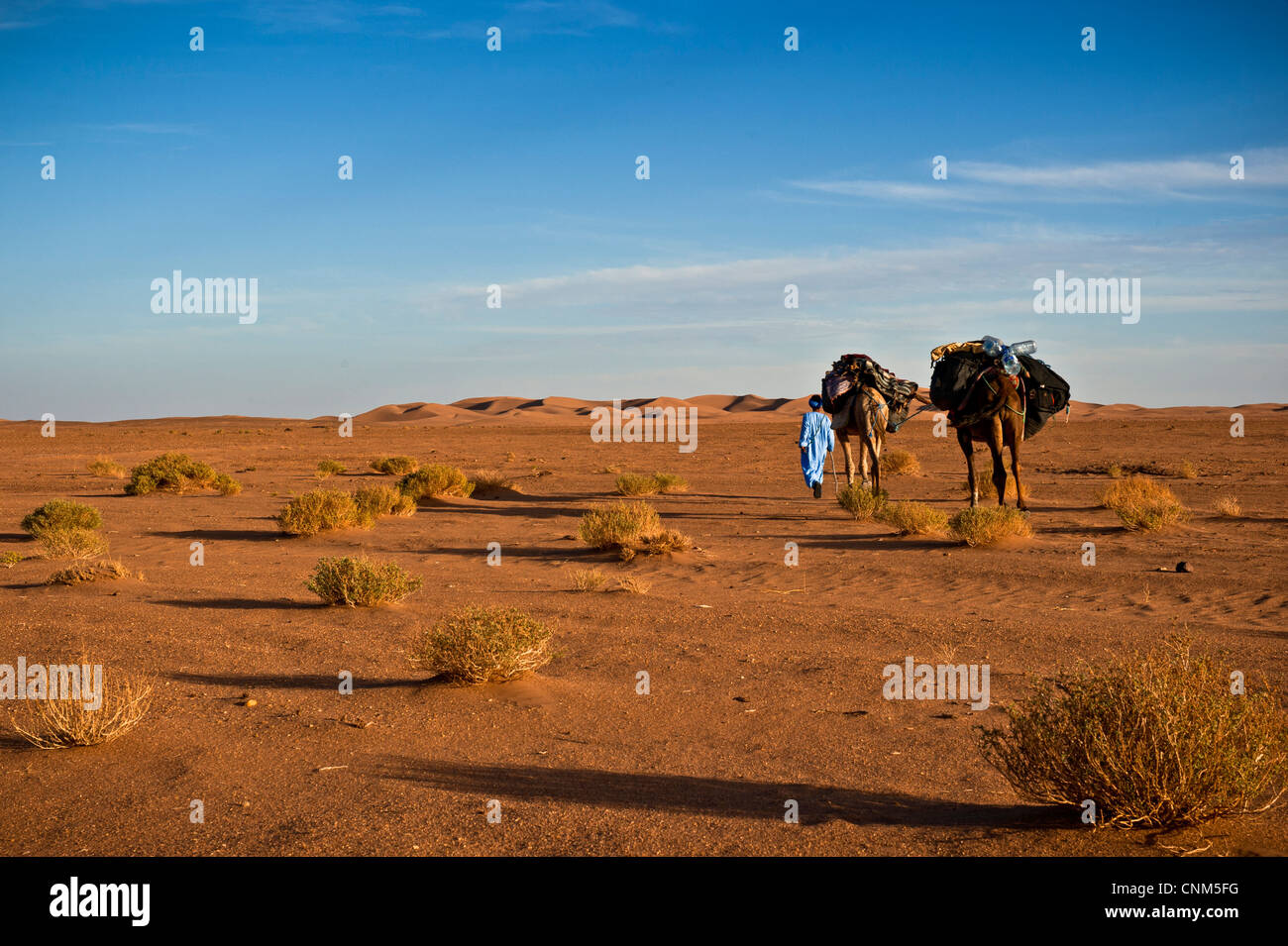 Desertic vegetation hi-res stock photography and images - Alamy